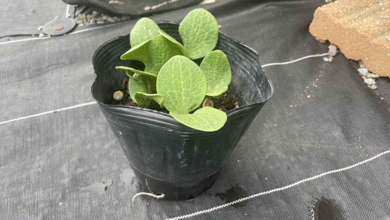 G/W 登山に行けず😞 お家時間 ケー... / Haroldさんのモーメント | YAMAP / ヤマップ