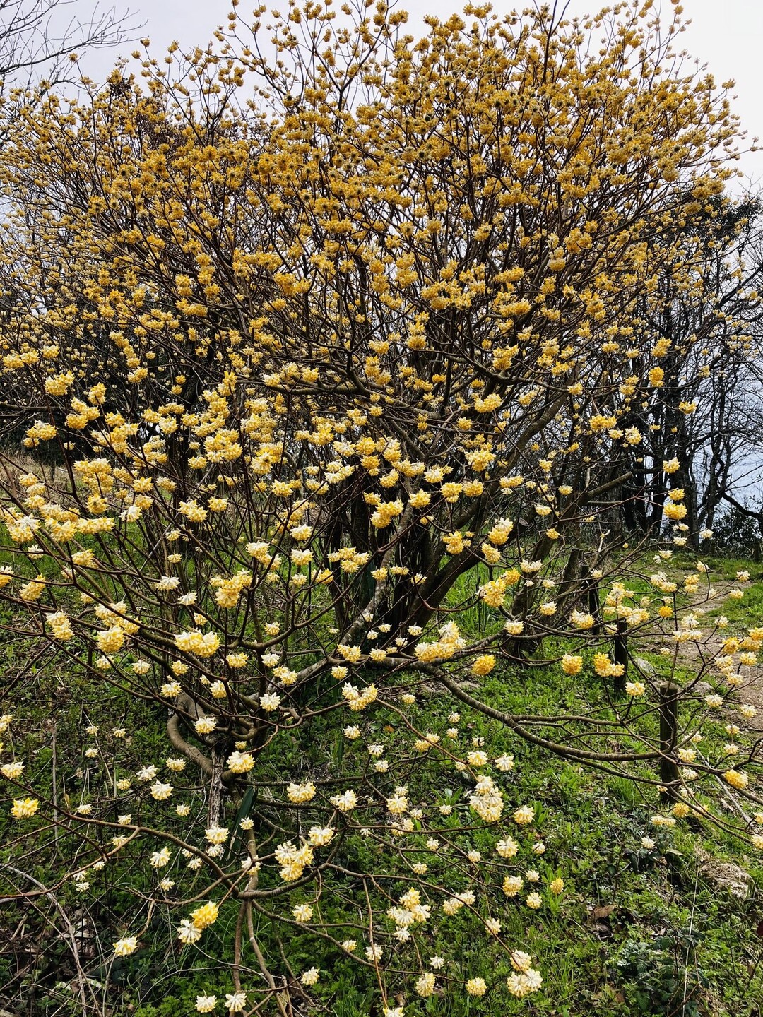 神津嶽 / chikaさんの生駒山・神津嶽・大原山の活動データ | YAMAP / ヤマップ