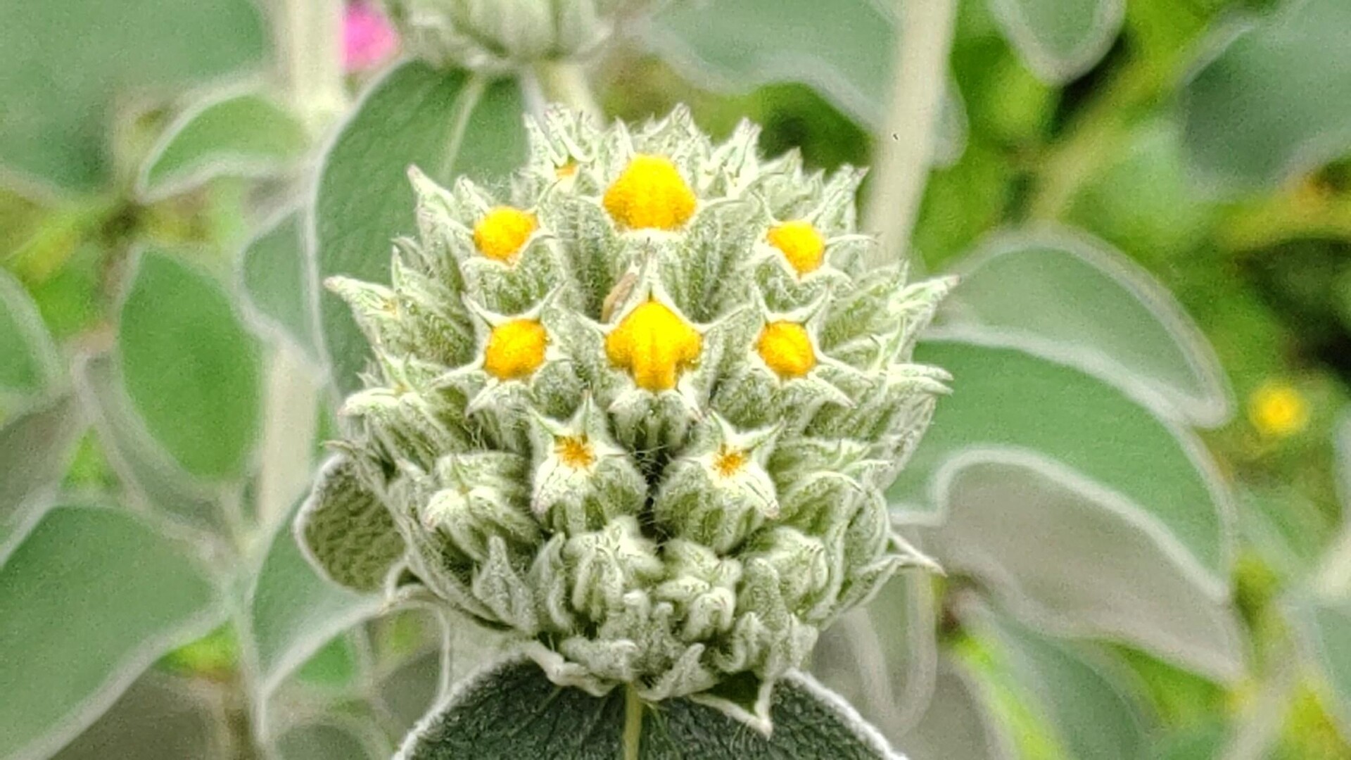 愛宕神社ならず😑4 気持ちはあったし、... / megさんのモーメント | YAMAP / ヤマップ