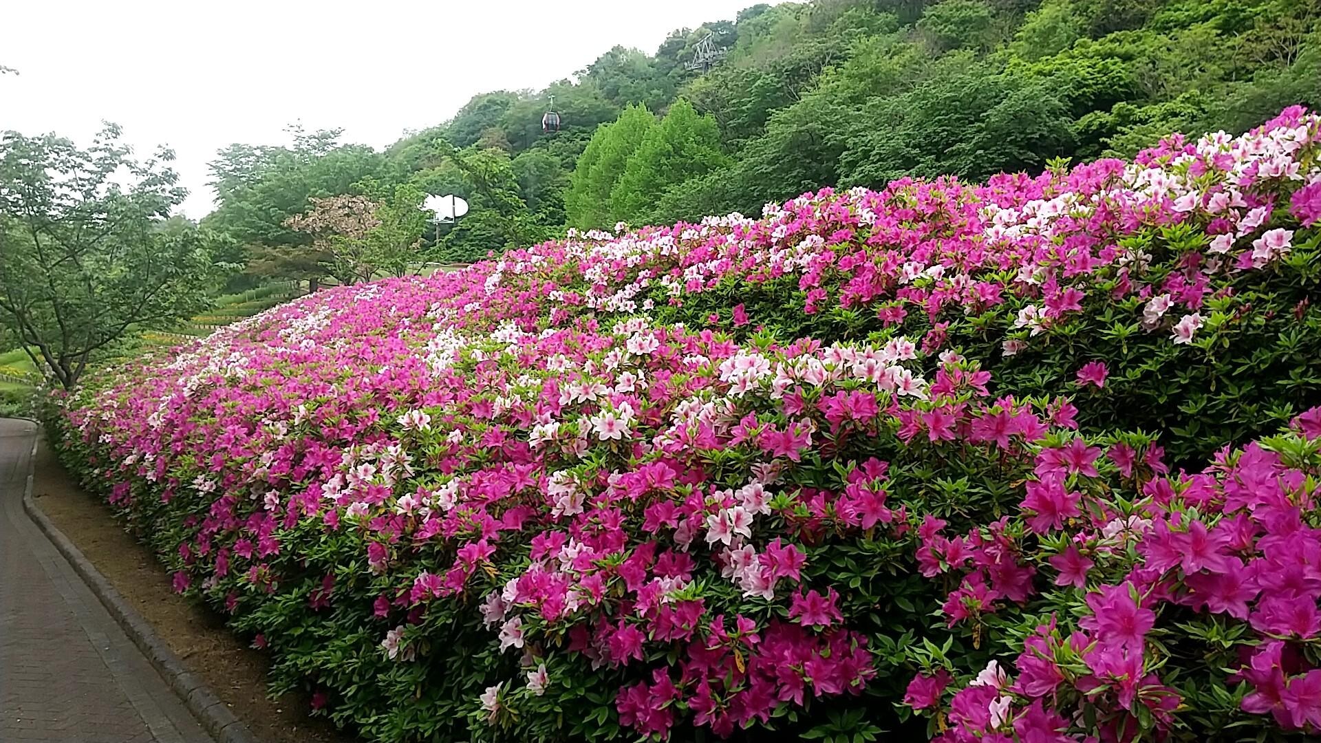 20240429_新神戸発_半縦走my東行き / Nicky-Nickさんの六甲山・長峰山・摩耶山の活動データ | YAMAP / ヤマップ