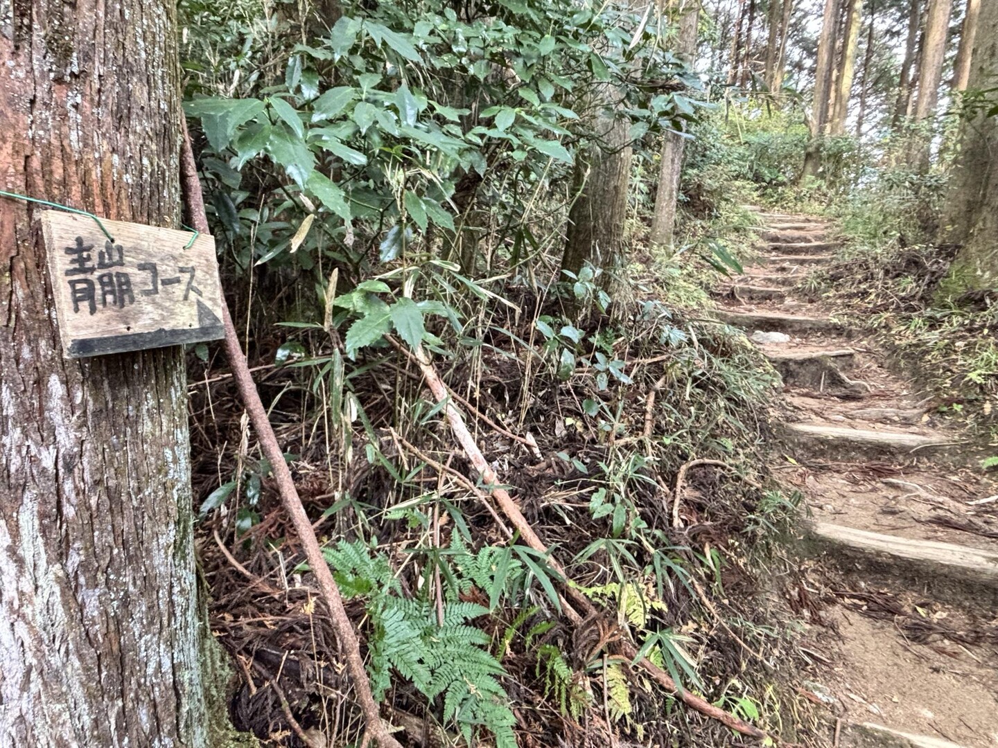 金剛山 #137 青崩道ピストン / 大一大万大吉さんの金剛山・二上山・大和葛城山の活動データ | YAMAP / ヤマップ