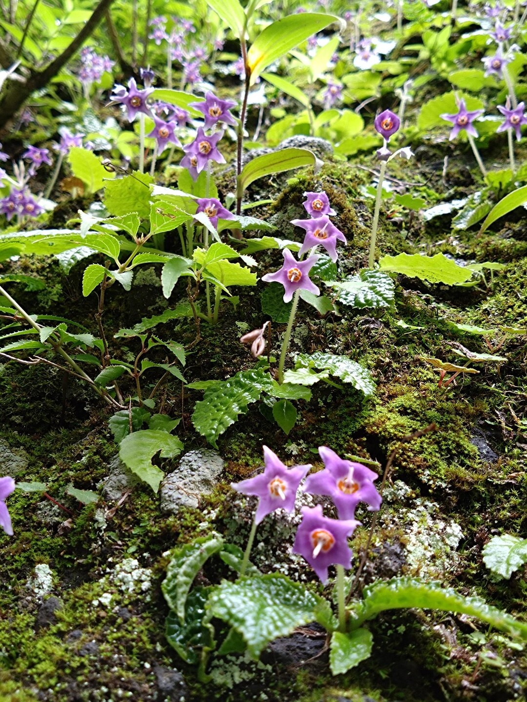 黒岳・越前岳・呼子岳 / kamoさんの富士山の活動データ | YAMAP / ヤマップ