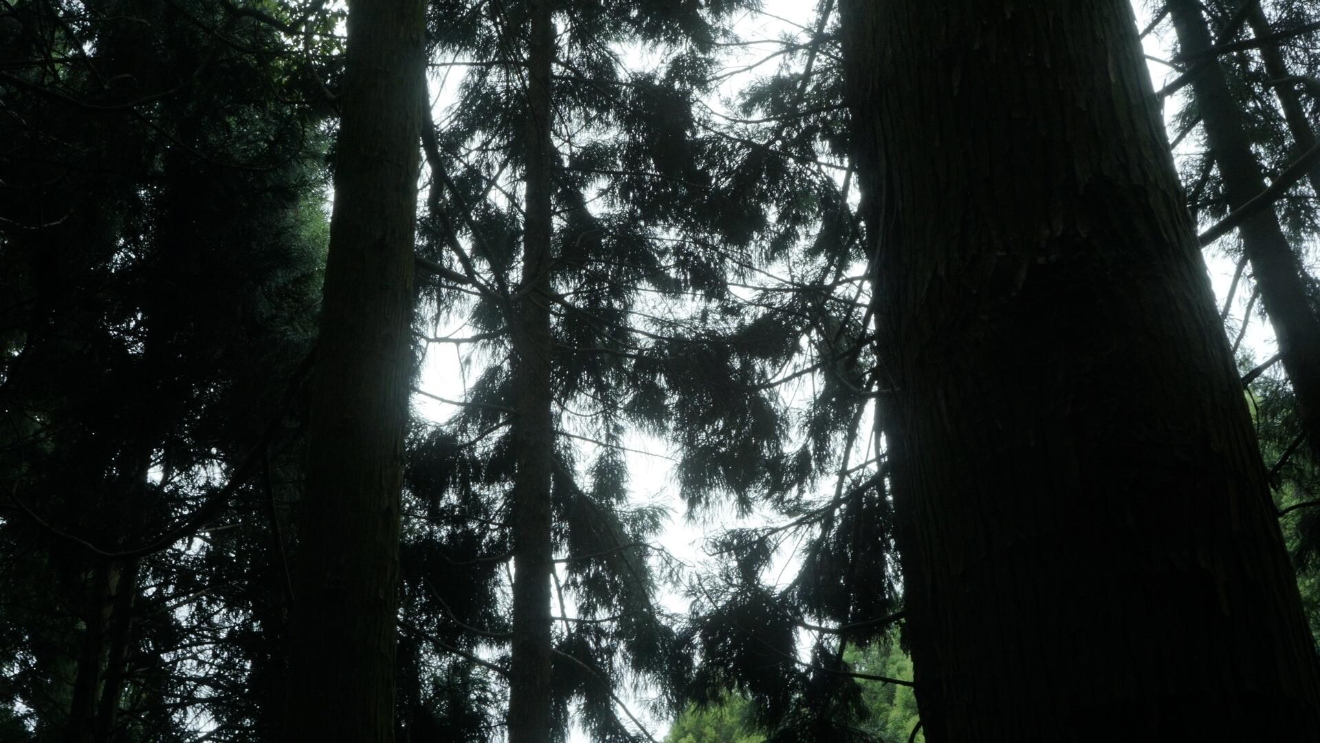 本庄山 / KAZUMAさんの六甲山・長峰山・摩耶山の活動データ | YAMAP / ヤマップ