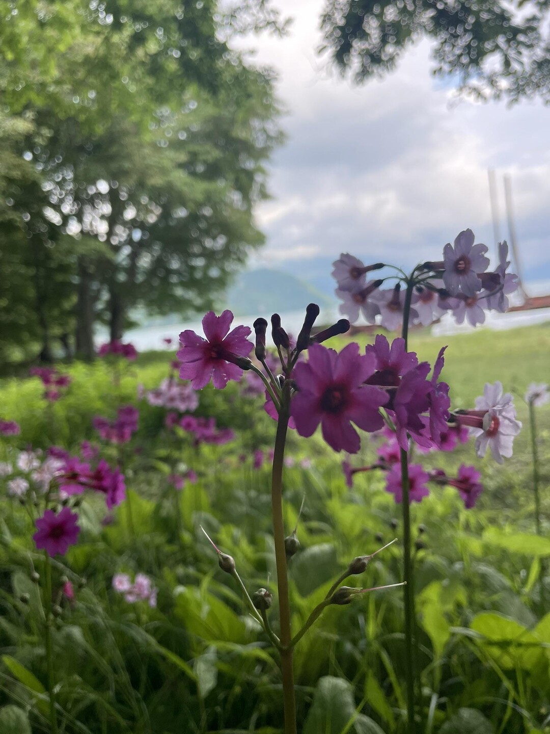 Kidsと赤沼ー熊窪ビーチ / yuka さんの男体山の活動データ | YAMAP / ヤマップ