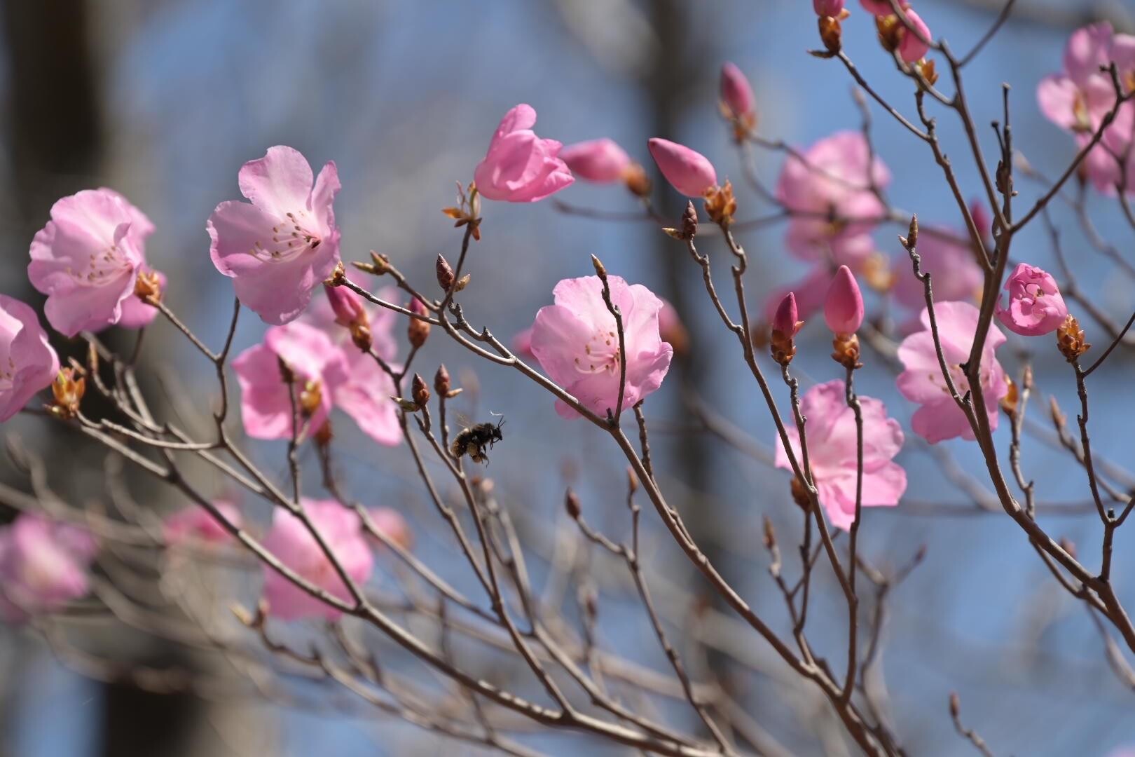 通行止め💢親父山 / marco さんの祖母山の活動データ | YAMAP / ヤマップ