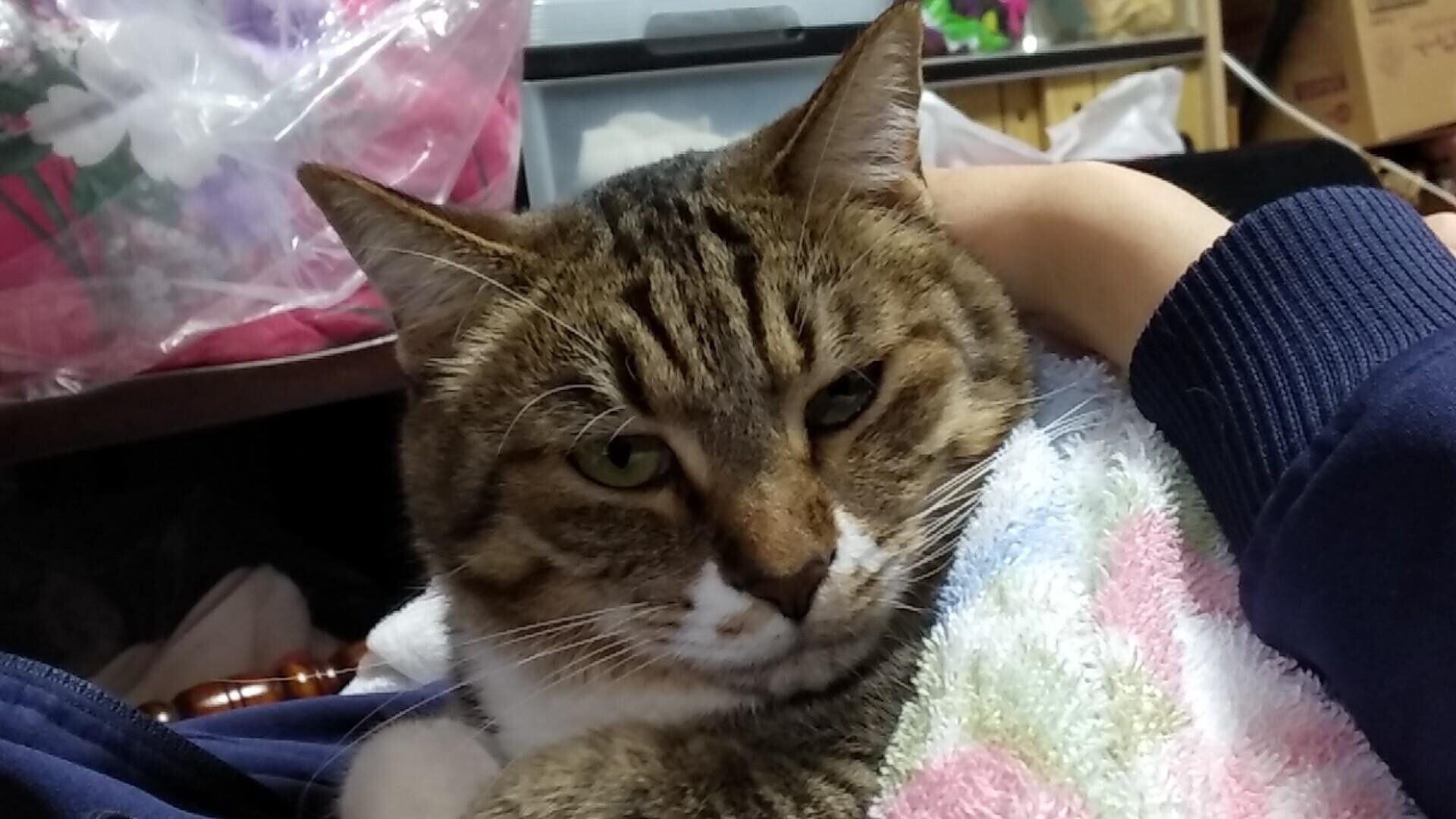 🐱🐾 / ドラゴン7さんのモーメント | YAMAP / ヤマップ