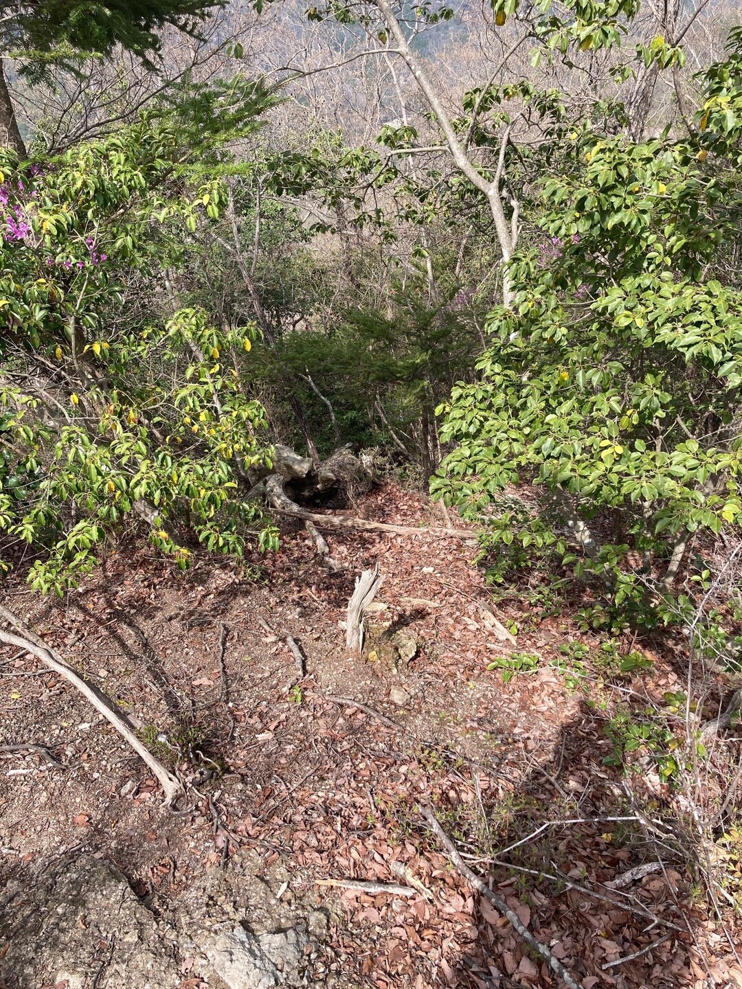 maaasanさんの投稿したフィールドメモ | YAMAP / ヤマップ