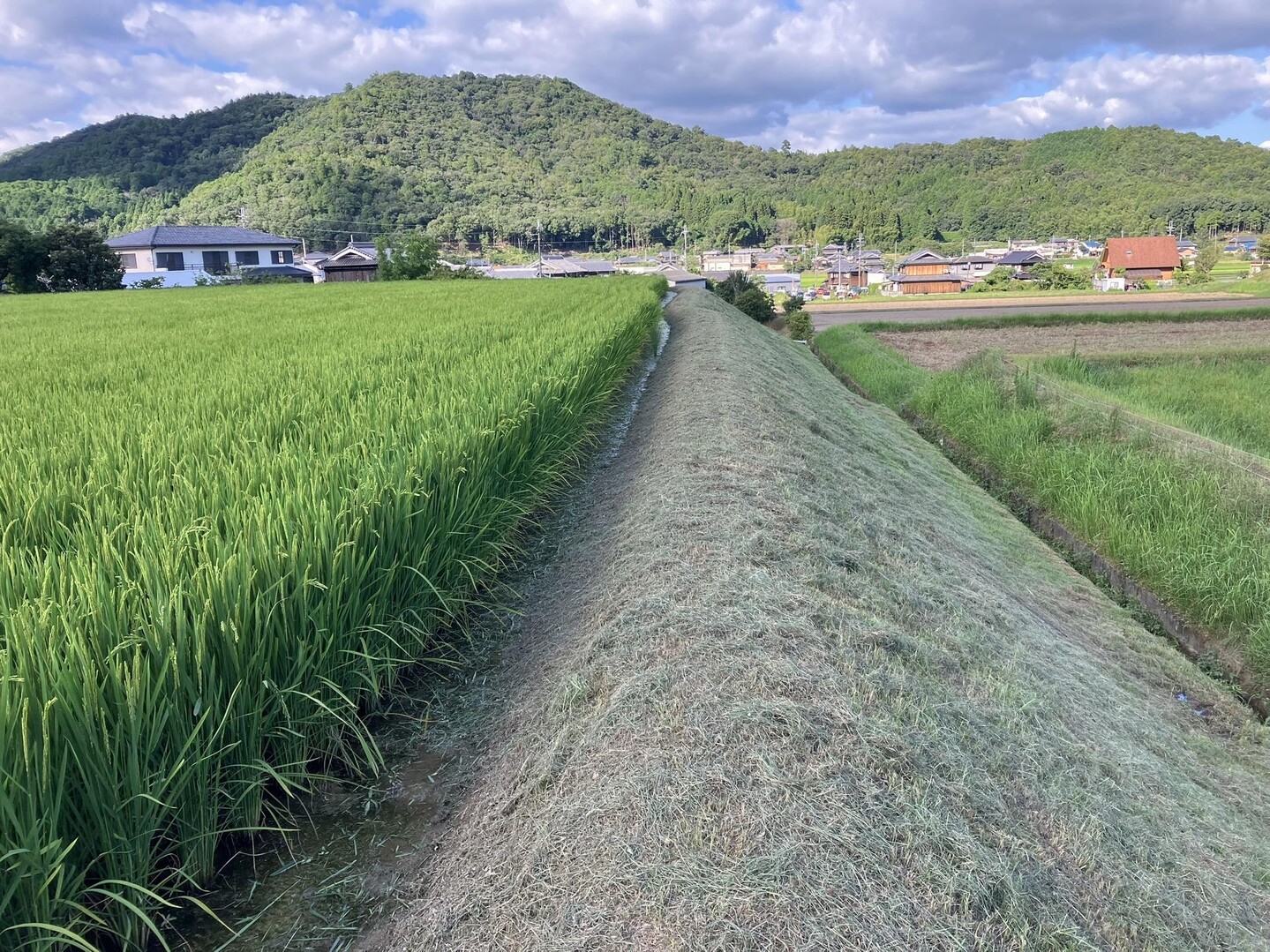 🌱終日🌱草刈🌱3週間振り🧑‍🦲初盆🧑‍🦲 / masさんのウォーキングの活動データ | YAMAP / ヤマップ