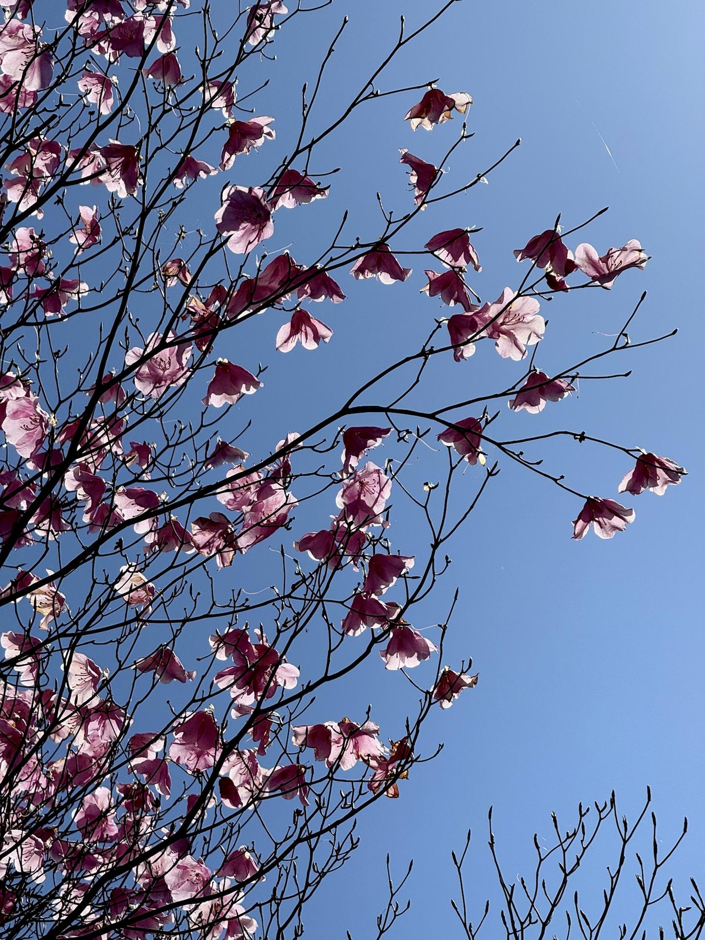 祇園山 / mocoさんの揺岳・祇園山の活動データ | YAMAP / ヤマップ