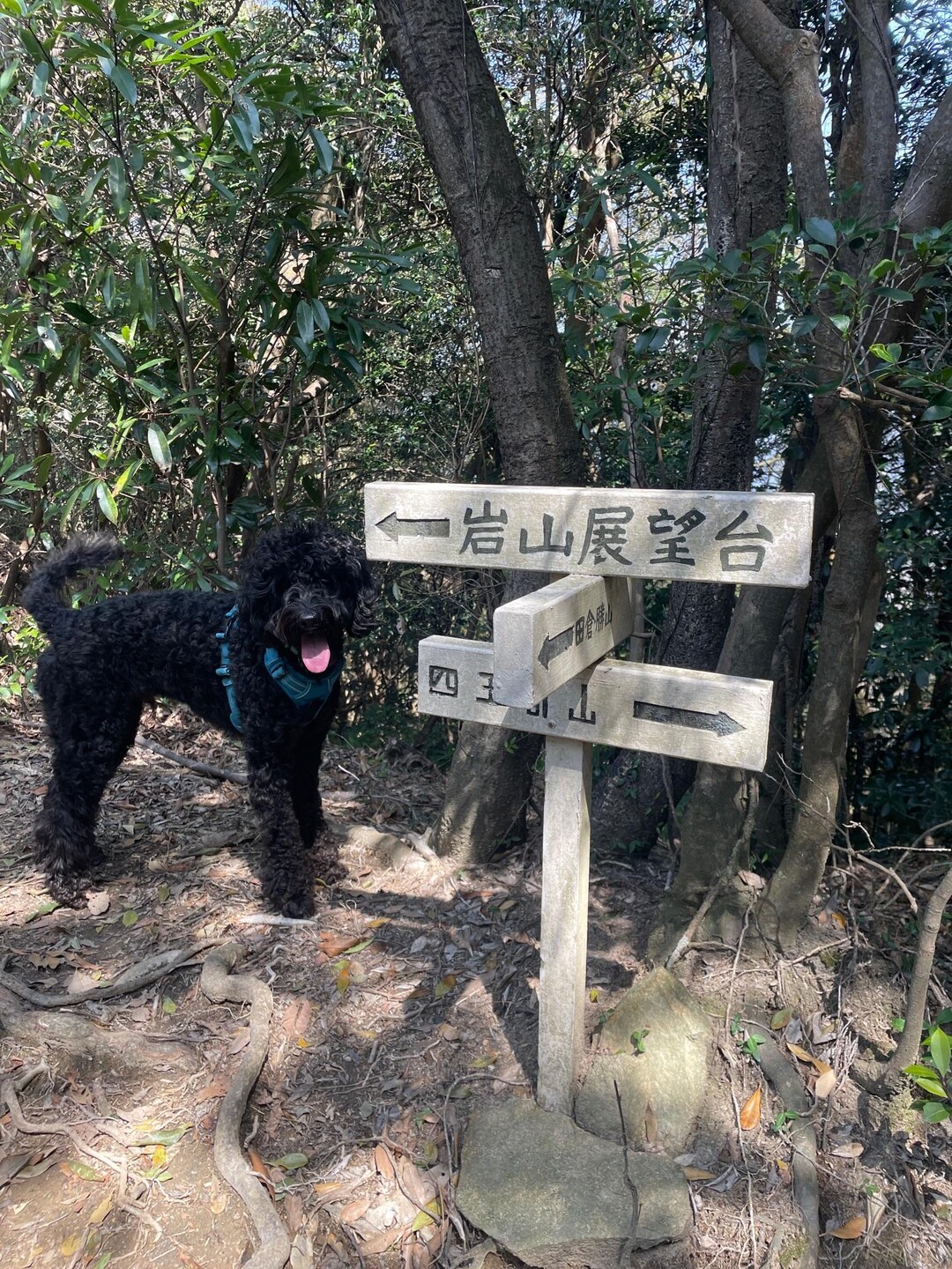 四王司山・岩山 Roy散歩🐕‍🦺🚶 / マックスさんの勝山・四王司山の活動データ | YAMAP / ヤマップ