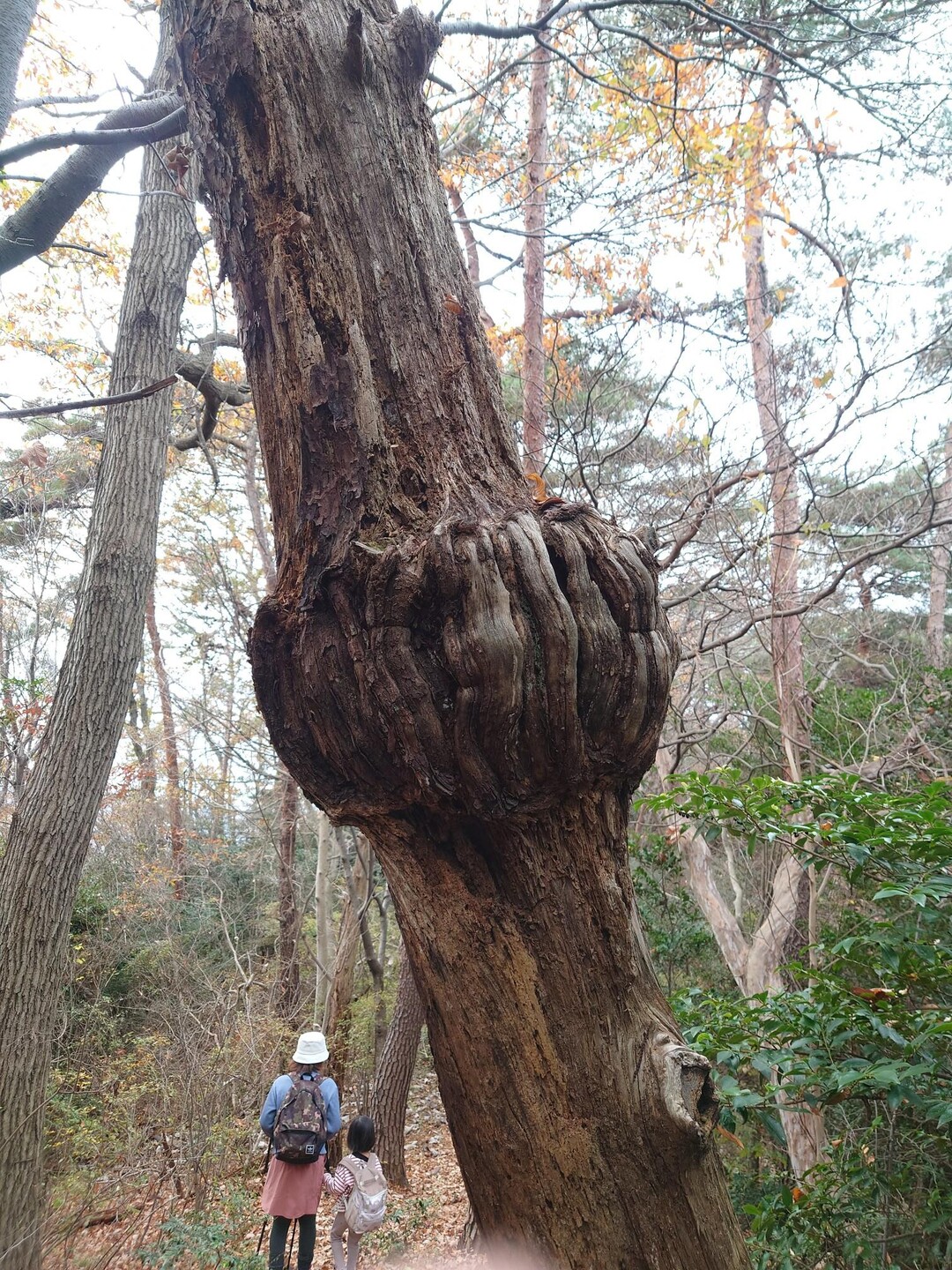 Tomさんの投稿したフィールドメモ | YAMAP / ヤマップ