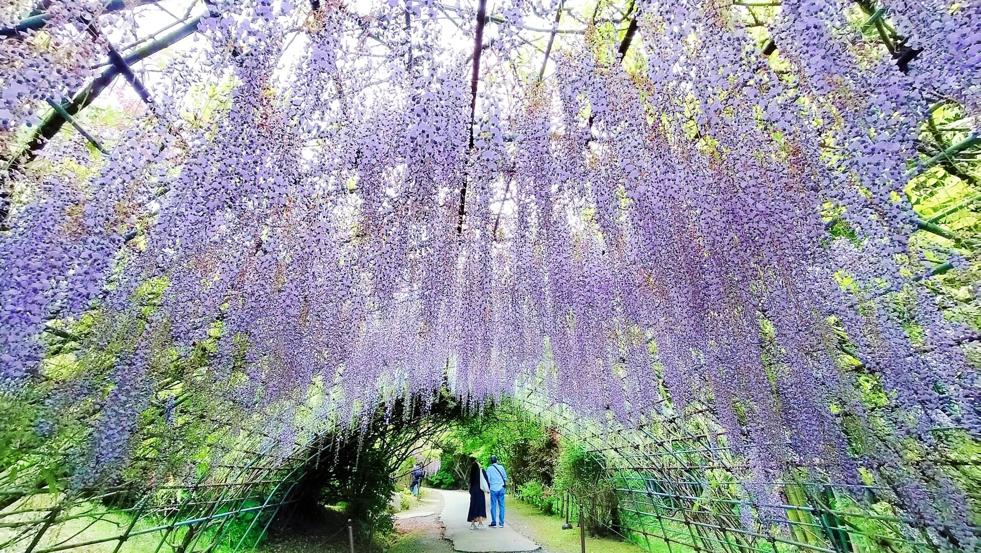 【お散歩】河内藤園🪻 / Kaoruさんの皿倉山・花尾山・帆柱山の活動データ | YAMAP / ヤマップ