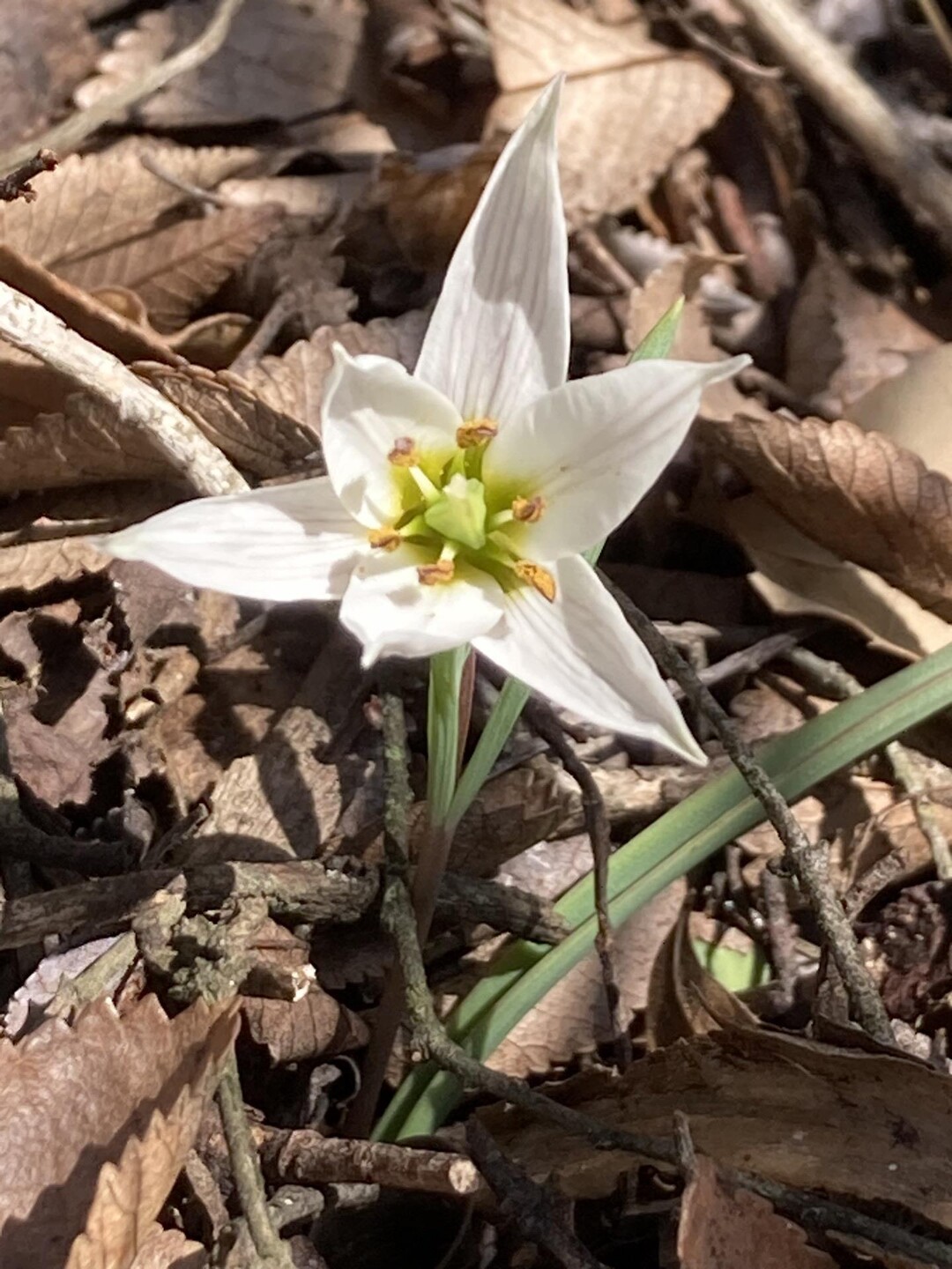 小山を周回 / tairaさんの四国遍路その19の活動日記 | YAMAP / ヤマップ