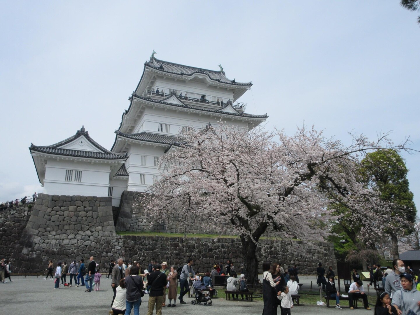 さくら巡り 小田原城周辺 / kuma3016さんの小田原市の活動データ | YAMAP / ヤマップ