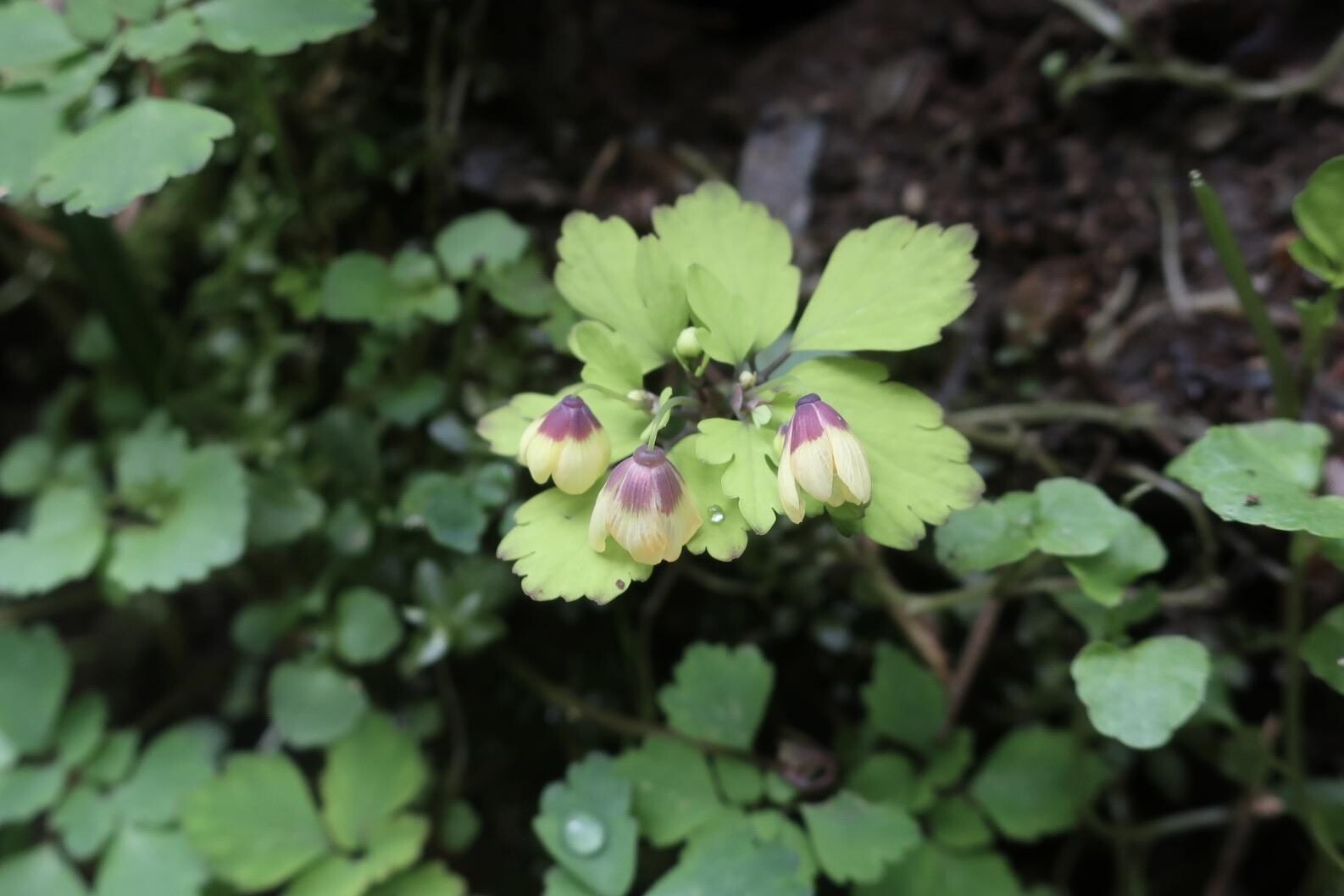 R6.4.5 湖北から湖西までお花さがし... / オレンジリボンさんのモーメント | YAMAP / ヤマップ