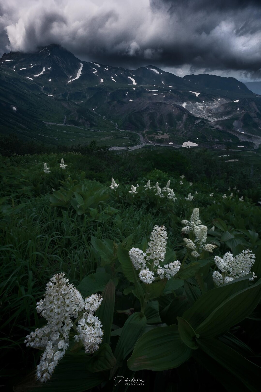 縦構図のコバイケイソウ よりコバイケイソ... / Hik@ruさんのモーメント | YAMAP / ヤマップ