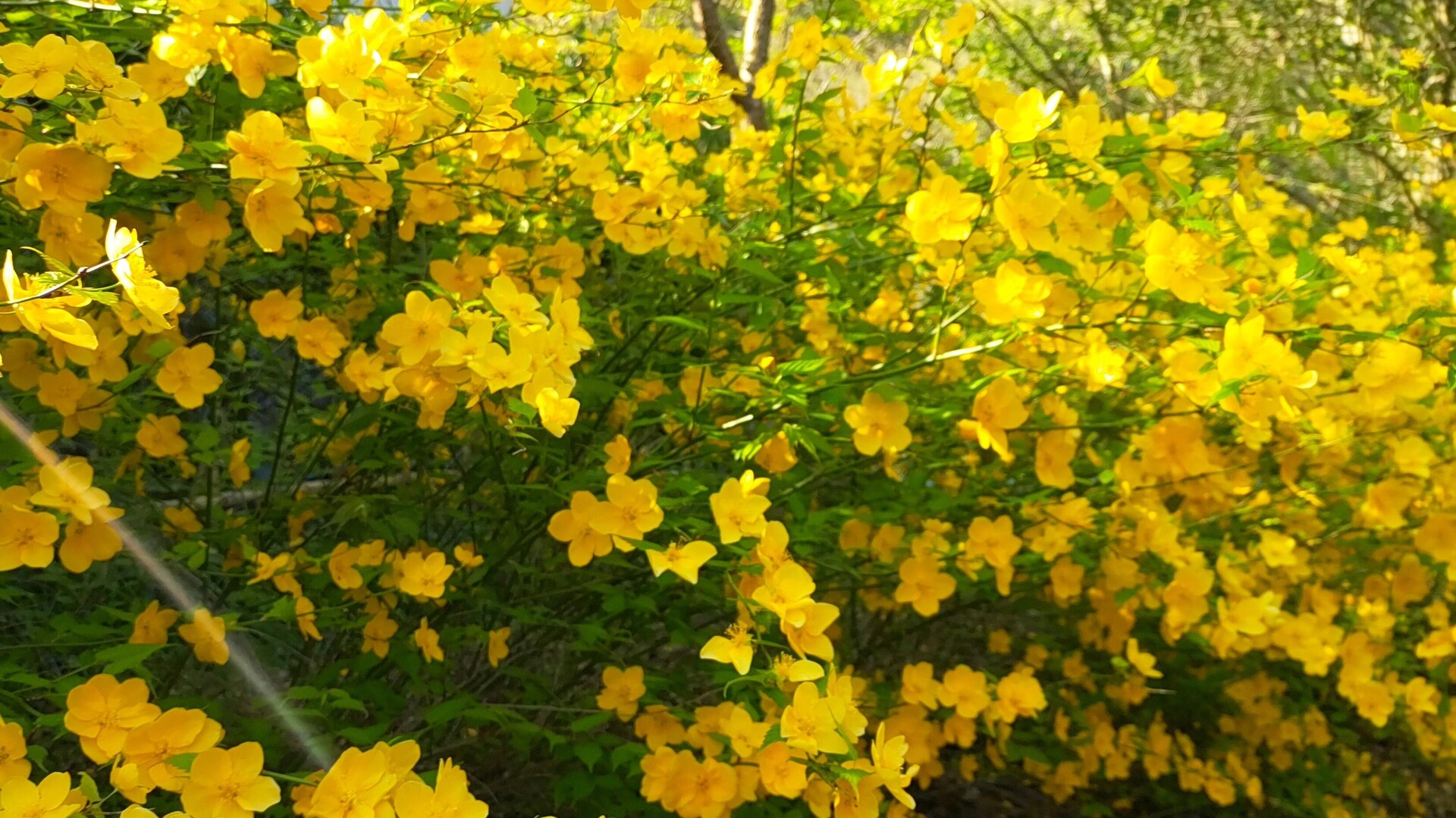 星田連山Part3 24座（37座〜60座） / ポレポレさんの交野山・国見山の活動データ | YAMAP / ヤマップ