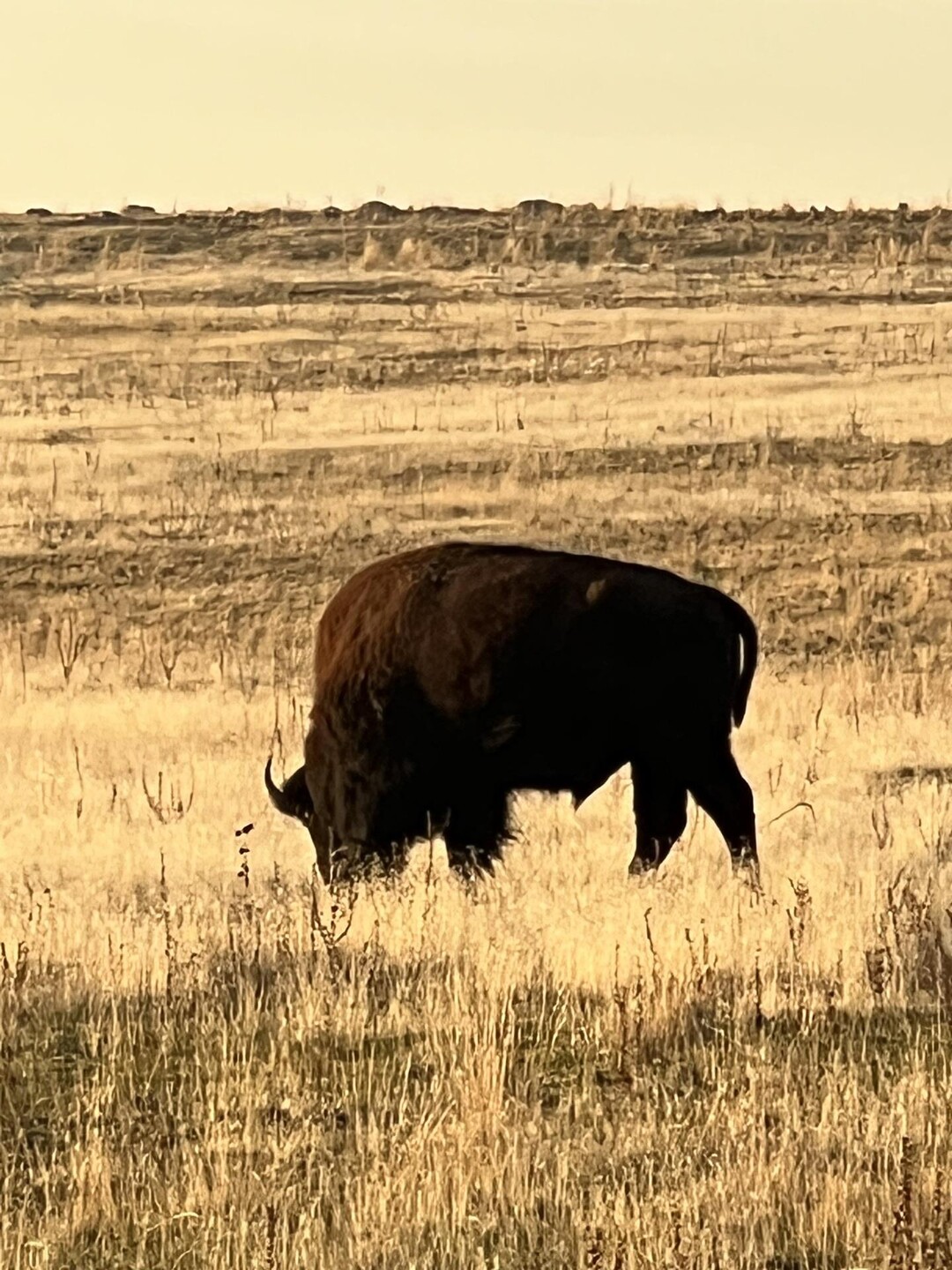 バッファロー・ポイント in SLC / Amy(エイミー)さんのエンサイン・ピークの活動データ | YAMAP / ヤマップ