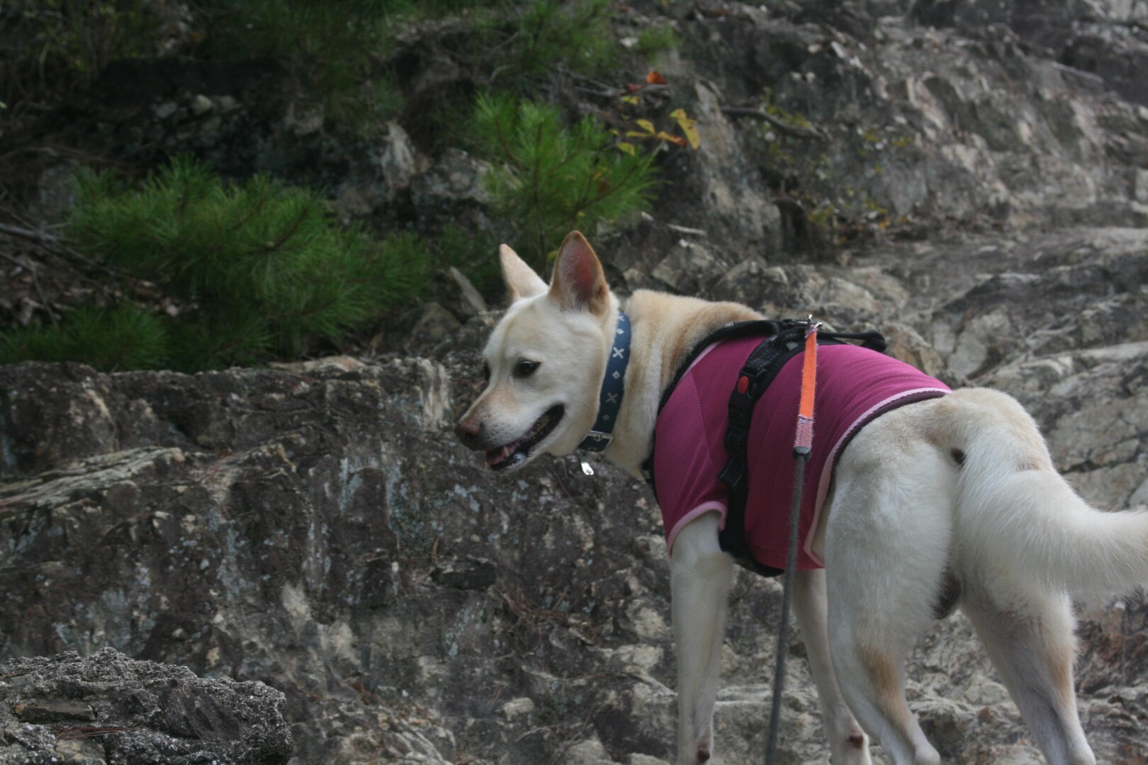 龍ノ口山 DAY3 / こうじさんの龍ノ口山の活動データ | YAMAP / ヤマップ