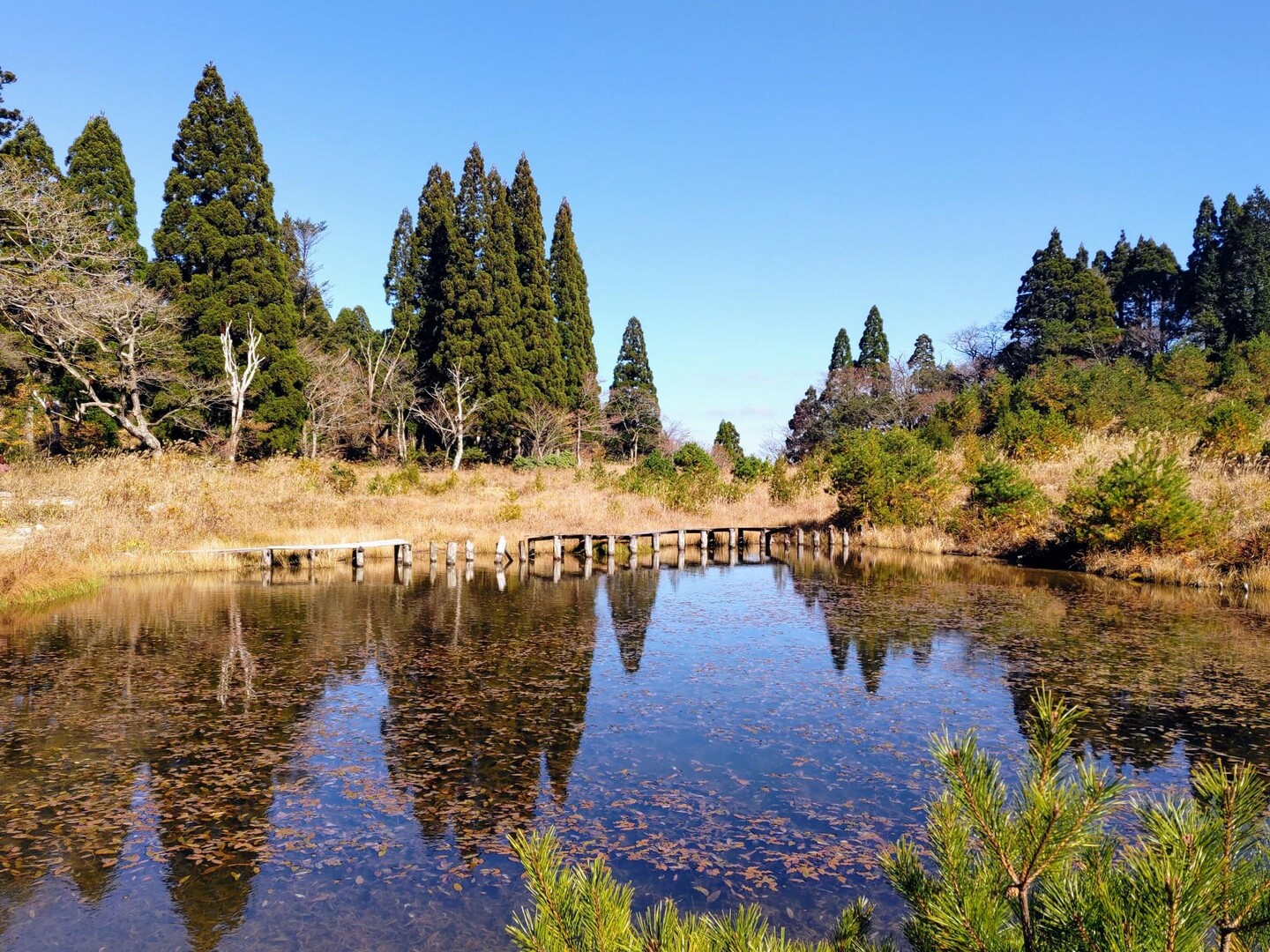 八雲ヶ原から金糞峠 大津ワンゲル道↗️堂満東稜道↘️ / yuriさんの比良山地・武奈ヶ岳・釈迦岳の活動データ | YAMAP / ヤマップ