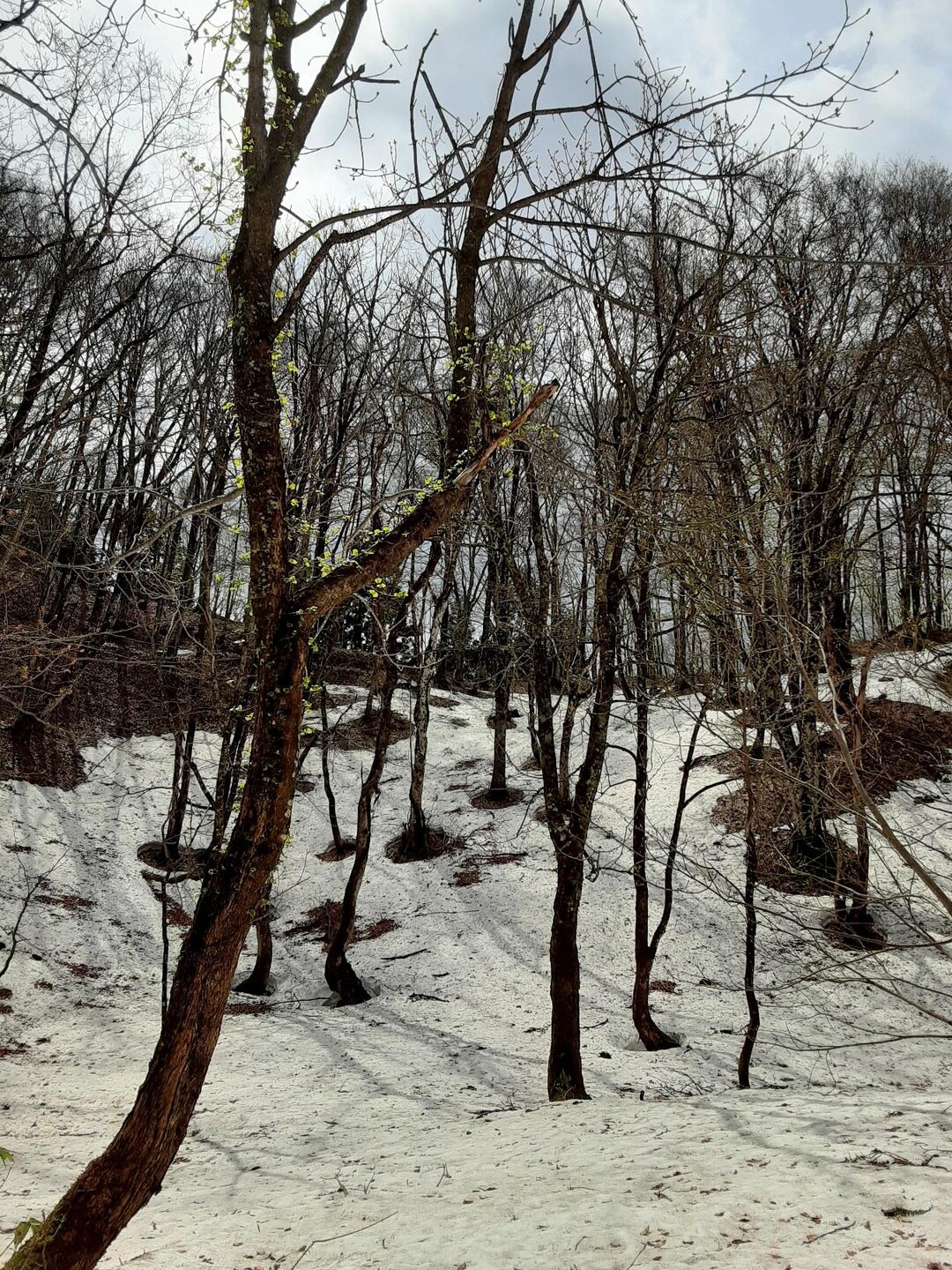 薬師山 / joさんの薬師山の活動データ | YAMAP / ヤマップ