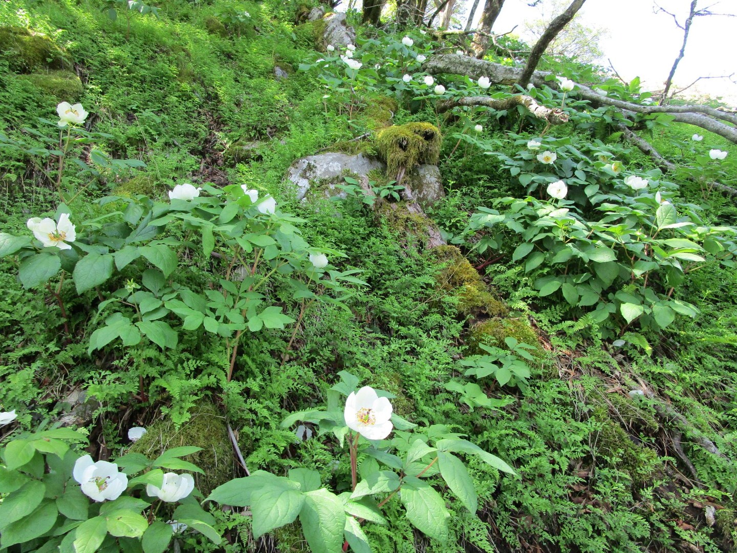 いっぱいの山芍薬に会えました！ / newayさんの霊仙山の活動日記 | YAMAP / ヤマップ