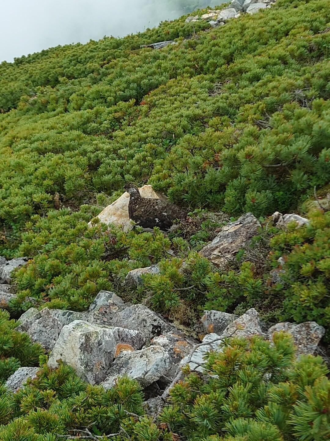 爺ヶ岳・布引山・鹿島槍ヶ岳 / yumi.mさんの鹿島槍ヶ岳・五竜岳（五龍岳）・唐松岳の活動データ | YAMAP / ヤマップ