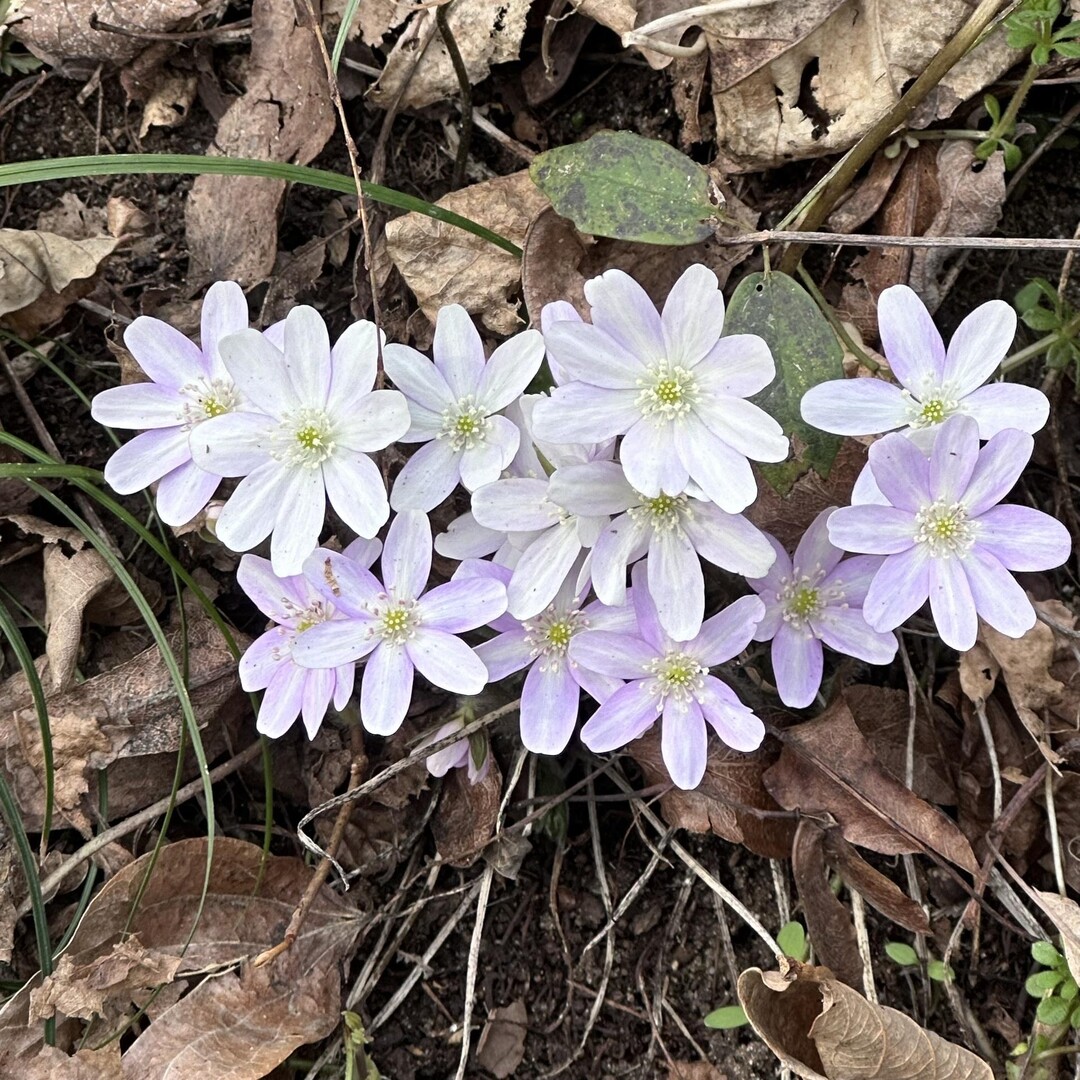六万部山 雪割草街道スタンプラリー / maiさんの長岡市 北エリアの活動データ | YAMAP / ヤマップ