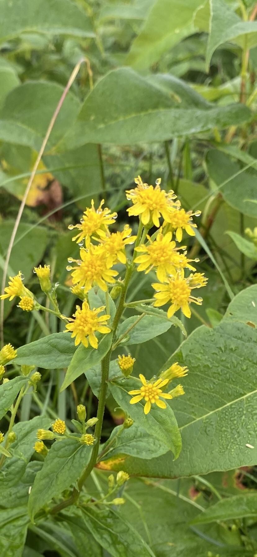 R4 8月 立山 同定は苦手ですΣ(-᷅... / はるこっこさんのモーメント | YAMAP / ヤマップ