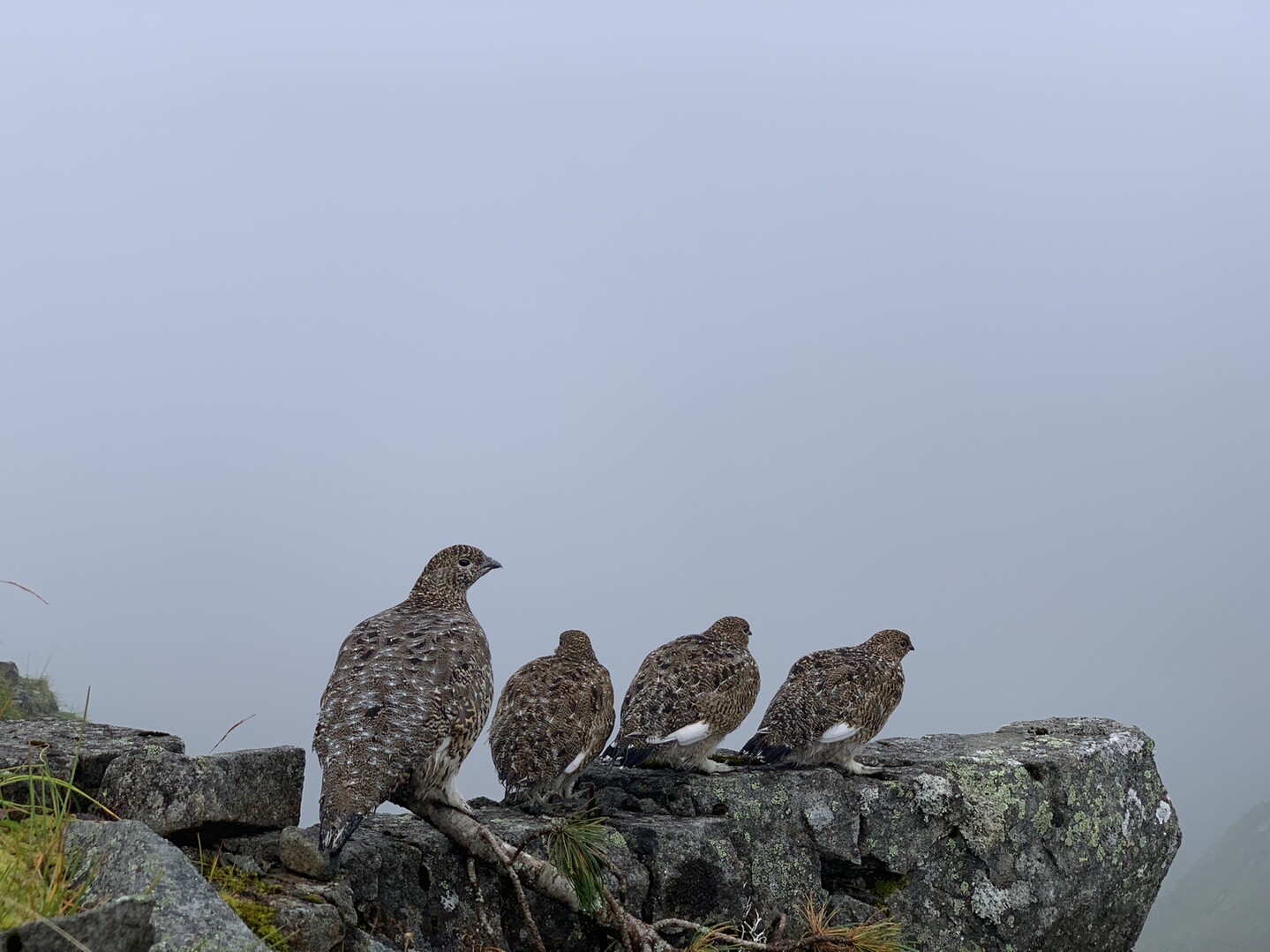 西穂の雷鳥 / Masa.Rさんのモーメント | YAMAP / ヤマップ