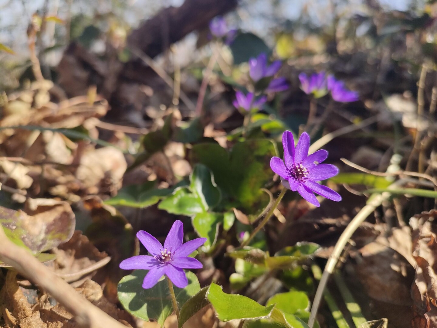 角田山（長者原山）、再び💕 / AZU_YUMIさんの角田山の活動データ | YAMAP / ヤマップ