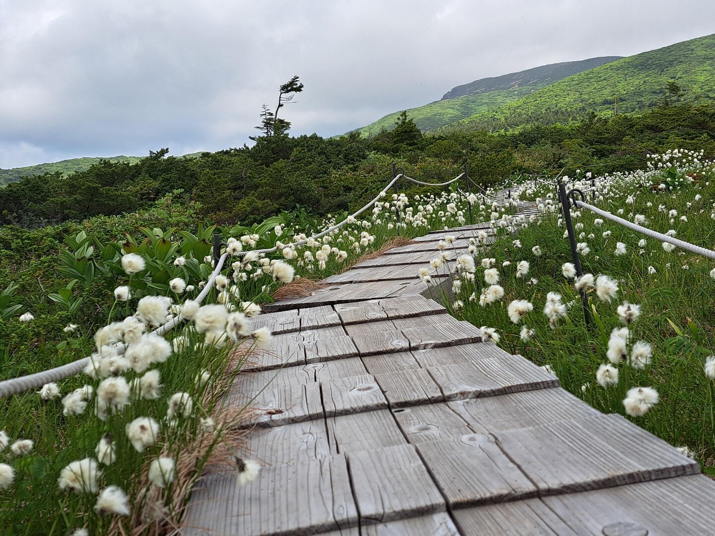 モフモフ&コマクサ、2024 / kco（ケーコ）さんの蔵王山・雁戸山・不忘山の活動データ | YAMAP / ヤマップ