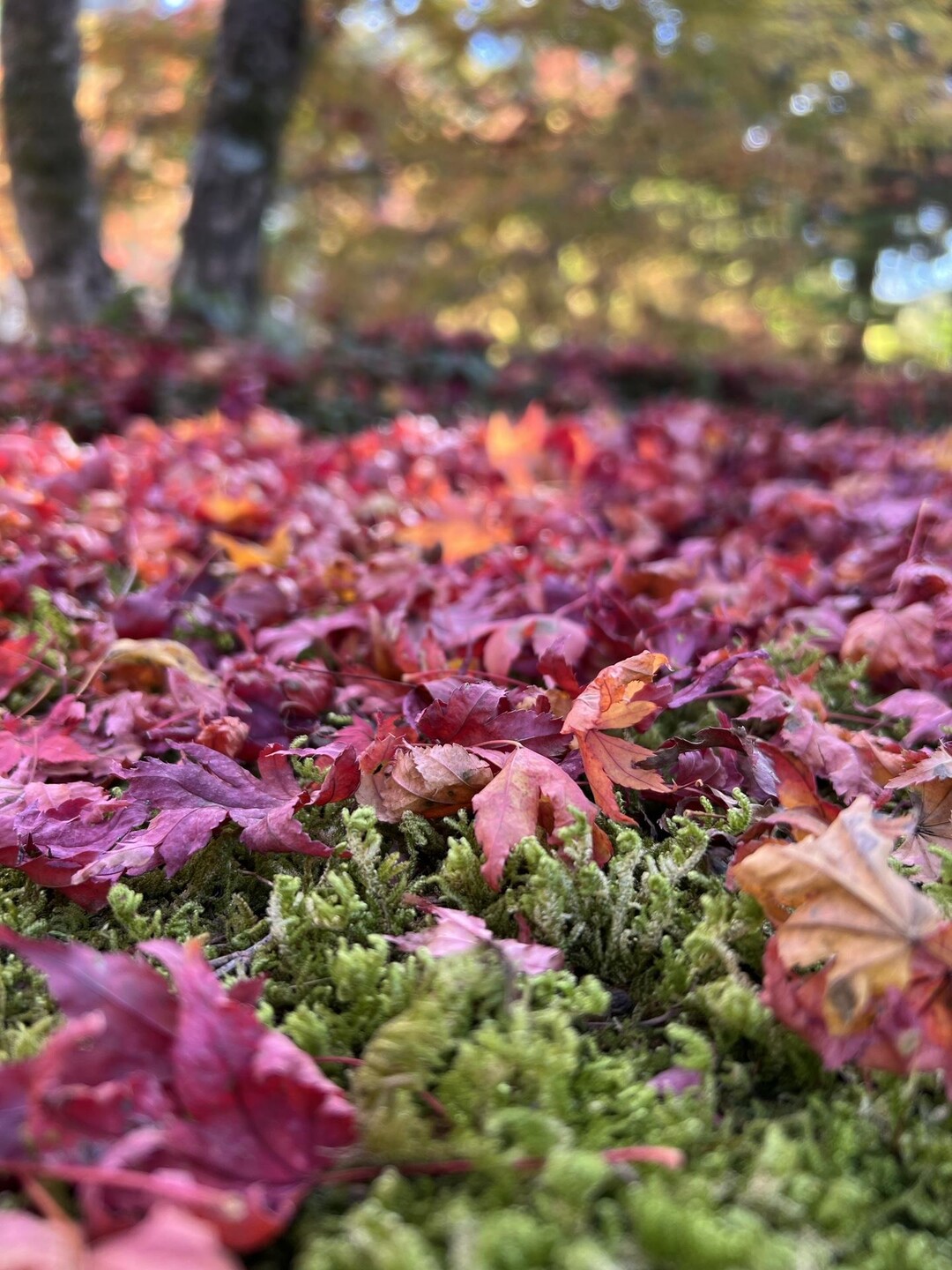 南岳・女岳（雌岳）・姫御前岳・男岳（雄岳） / えにゅさんの星塚山・スガ岳・姫御前岳の活動日記 | YAMAP / ヤマップ