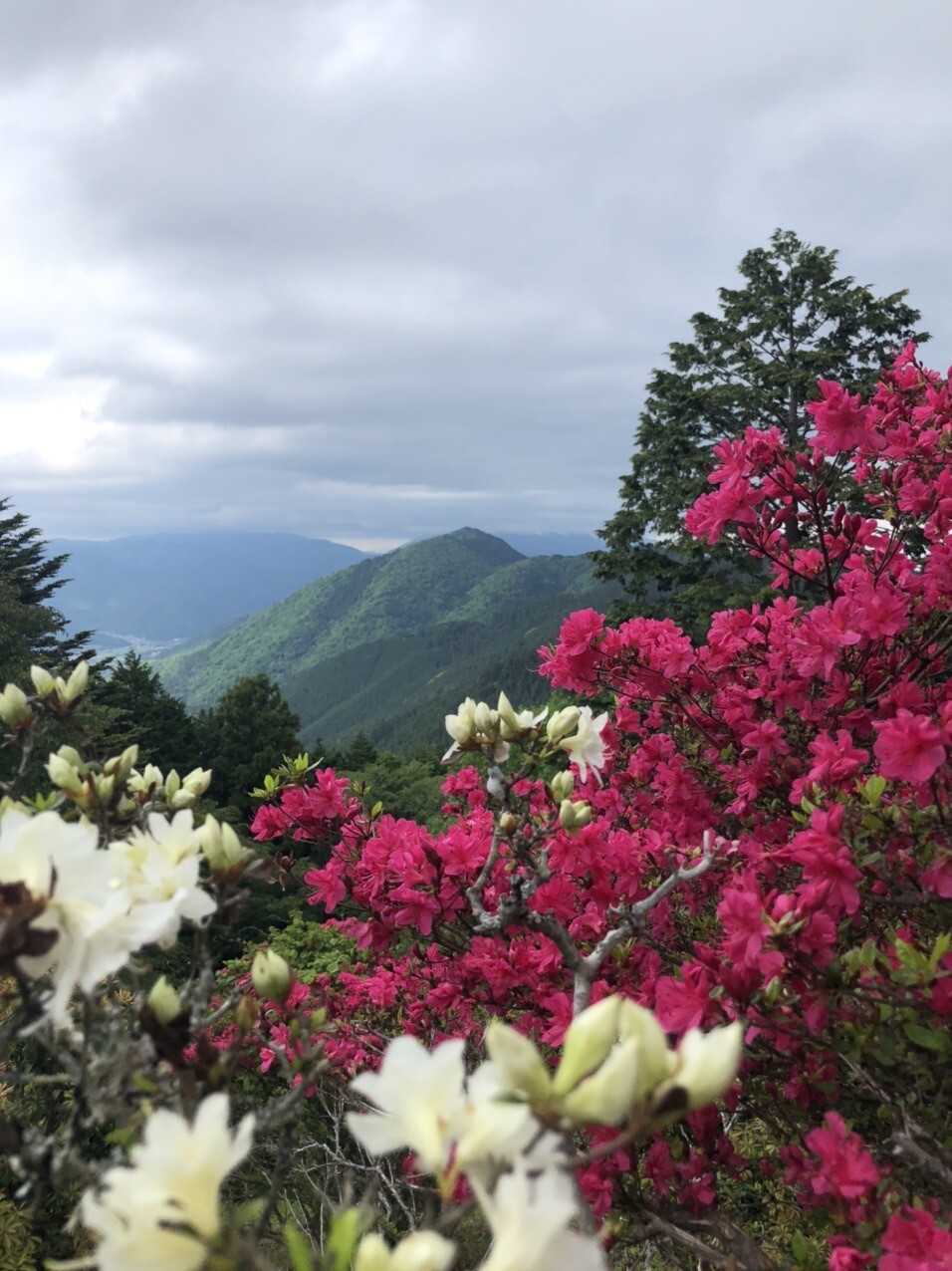 ＊Beautiful🌸つつじヶ丘🌸比叡山＊ / ＊chi ＊さんの比叡山・横高山・梶山の活動データ | YAMAP / ヤマップ