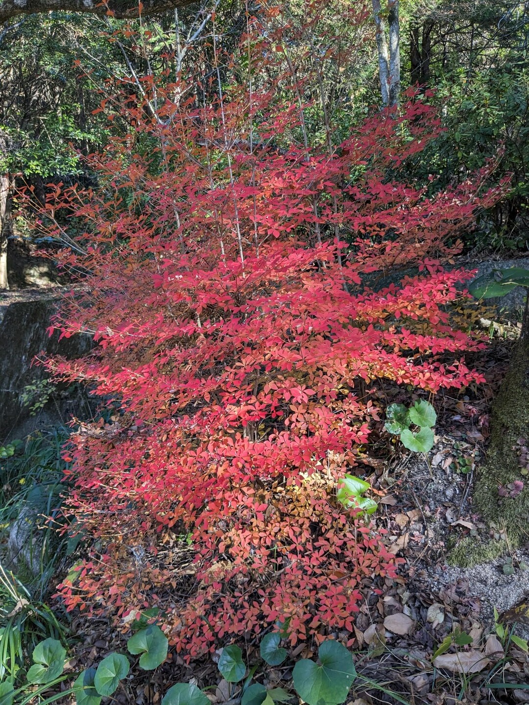 四王寺周回トレ🏃 / neyさんの四王寺山・大城山・大原山の活動データ | YAMAP / ヤマップ