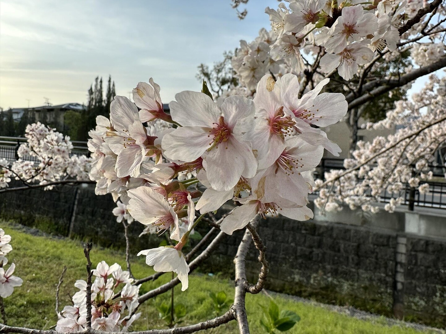 お花見登山🌸🥳岩屋山・大原山・大城山 / tiroさんの四王寺山・大城山・大原山の活動データ | YAMAP / ヤマップ
