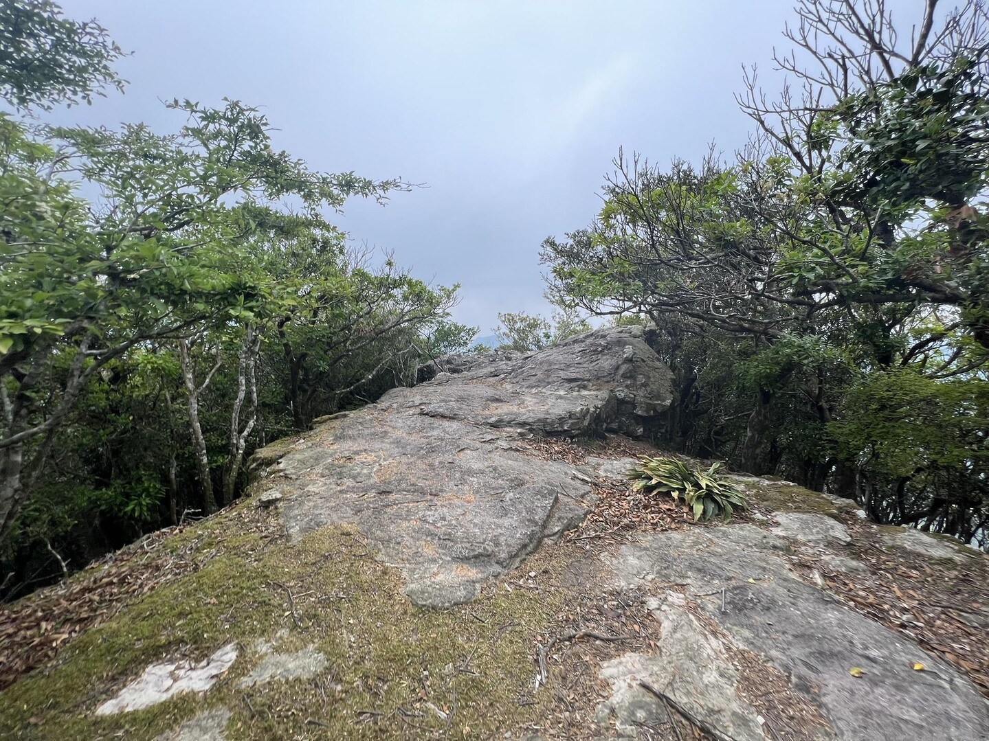 竜良山 / NPO IC Explorersさんの対馬 南エリア（厳原町・美津島町・豊玉町）の活動データ | YAMAP / ヤマップ