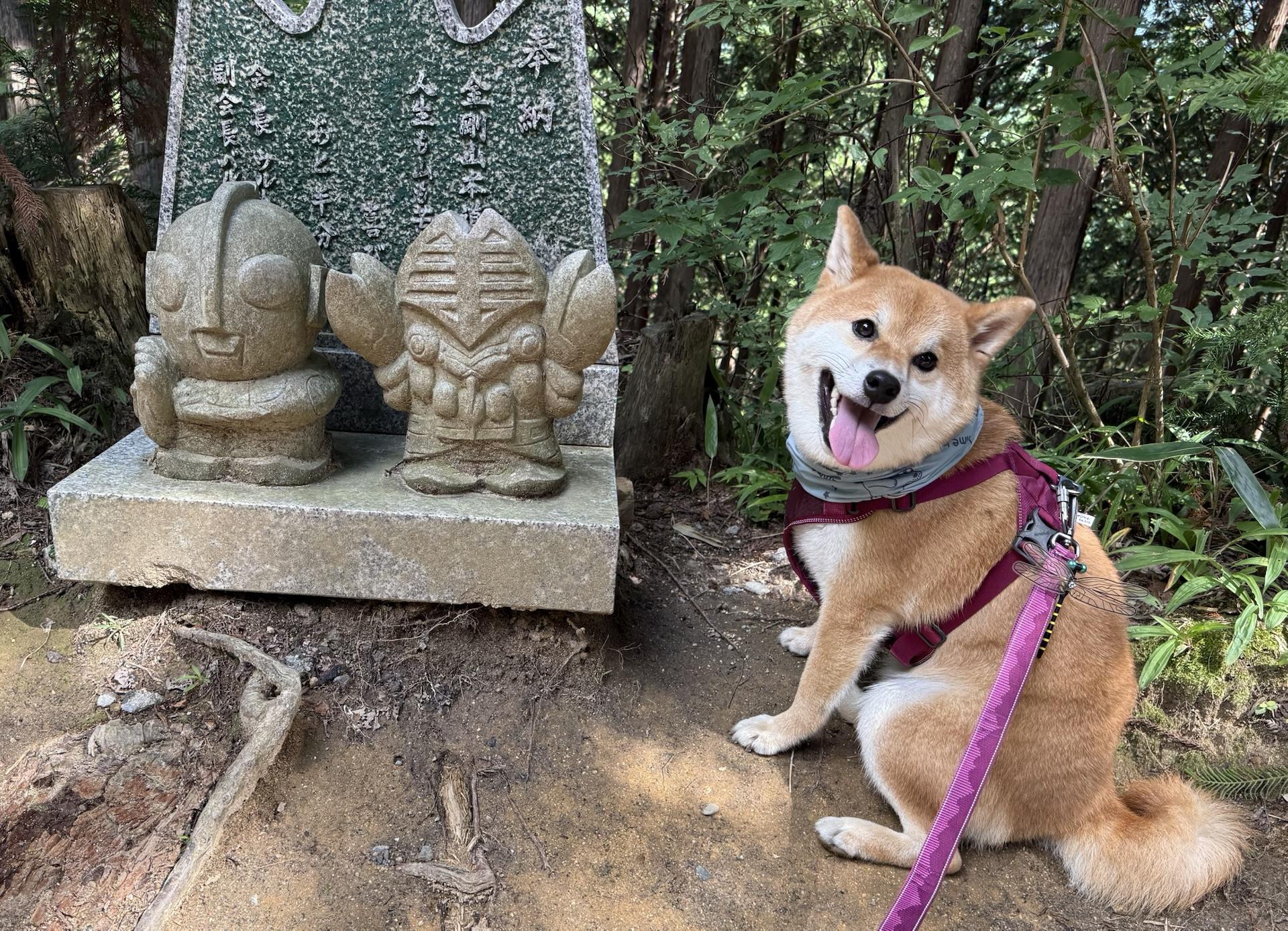 【cocoa🐶冒険】金剛山③⤴️黒栂谷道⤵️ささやきの小道 / Gamiっちさんの金剛山・二上山・大和葛城山の活動データ | YAMAP / ヤマップ