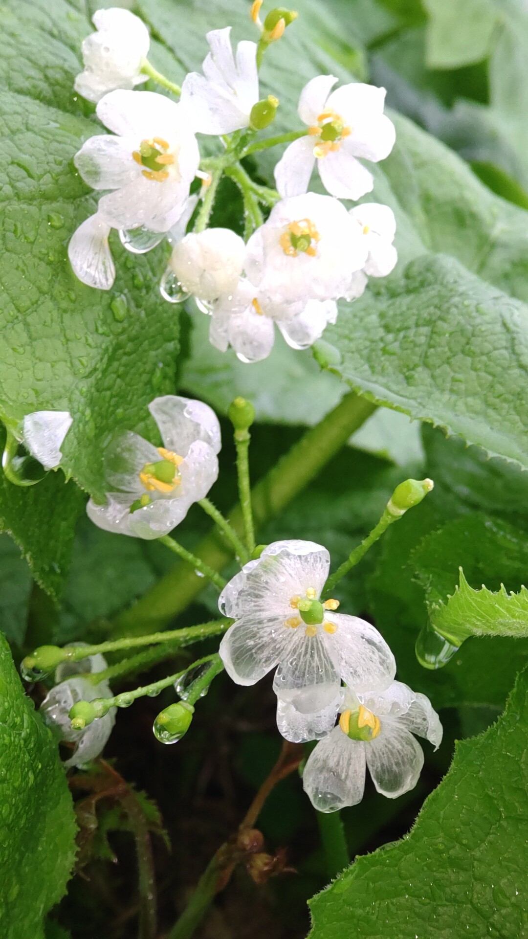 奥大山に来てます！ サンカヨウが鈴なり〜... / ninoさんのモーメント | YAMAP / ヤマップ