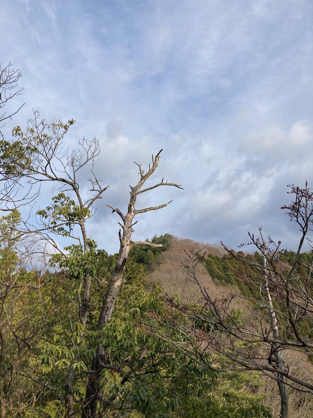 鈴鹿300山・醒ヶ井の向山 280/300 / takaさんの霊仙山の活動データ | YAMAP / ヤマップ