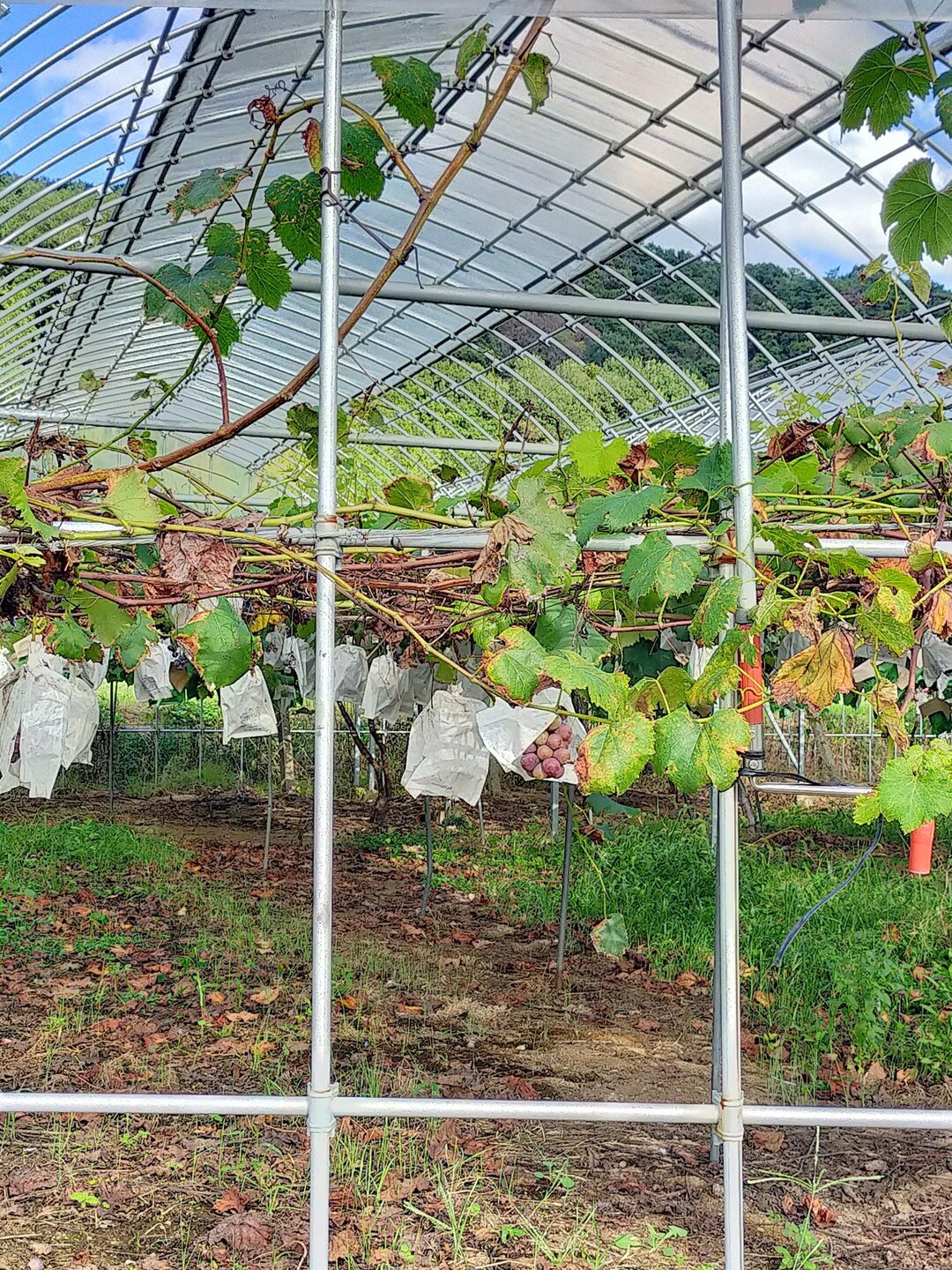 関東ふれあいの道 栃木10かかしの里・ぶどうの道 / omasa さんの太平山・晃石山・唐沢山の活動データ | YAMAP / ヤマップ