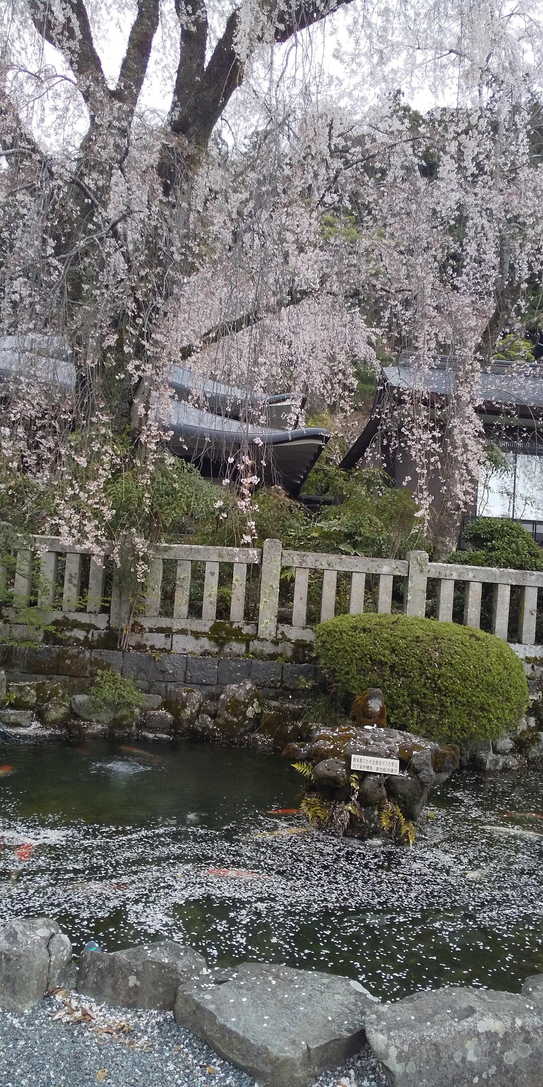 身延山 / kimichanさんの七面山・身延山の活動データ | YAMAP / ヤマップ