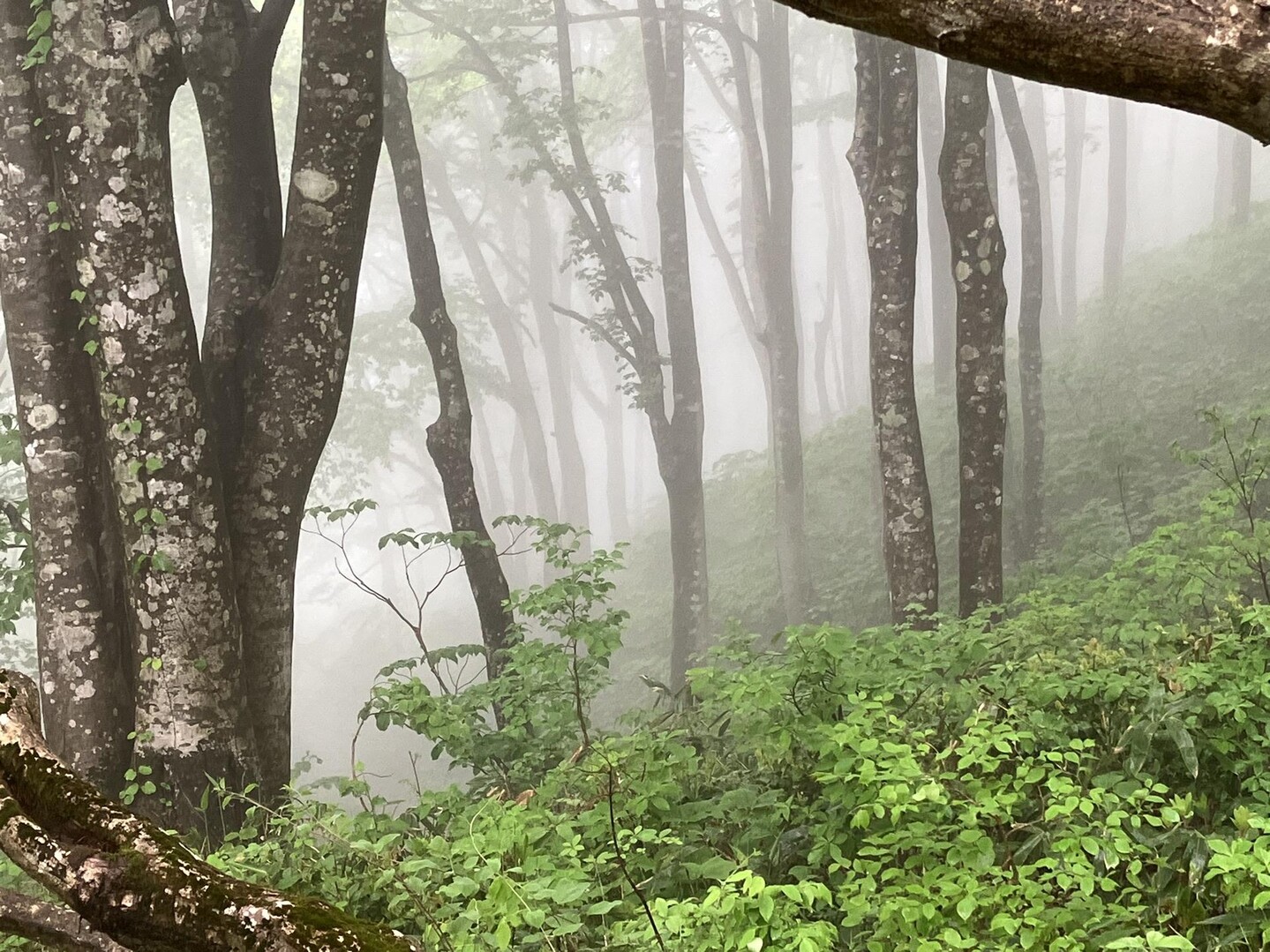 霧の白兀山・奥医王山 / sono_01さんの医王山・白兀山・箱屋谷山の活動データ | YAMAP / ヤマップ