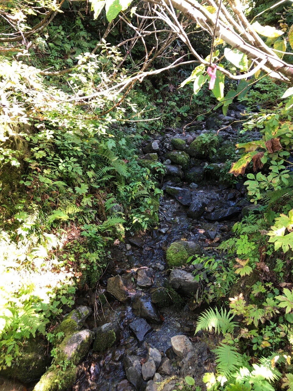 BWさんの投稿したフィールドメモ | YAMAP / ヤマップ