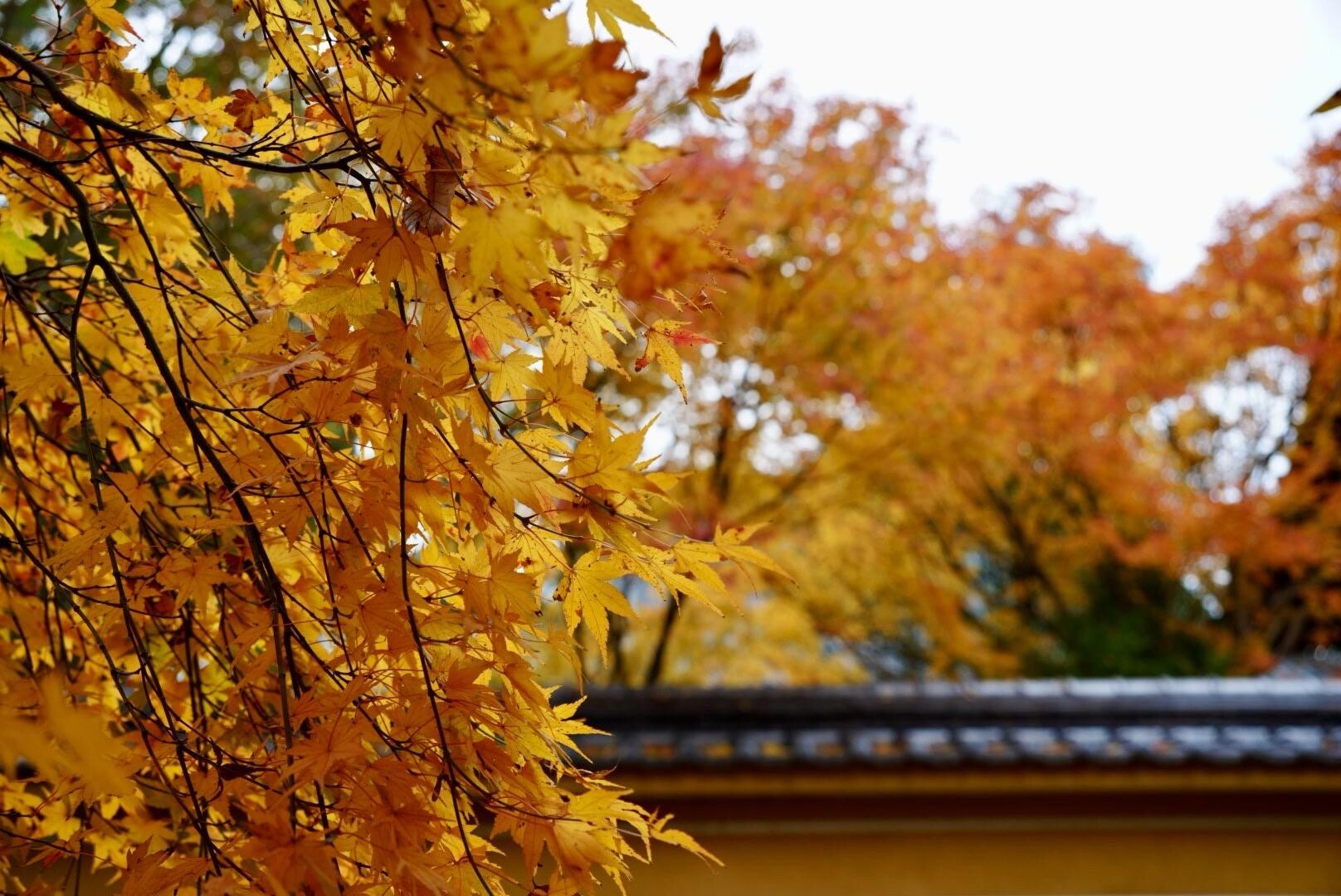 今年最後の紅葉狩りを奥さんと。 その移... / kazashiさんのモーメント | YAMAP / ヤマップ