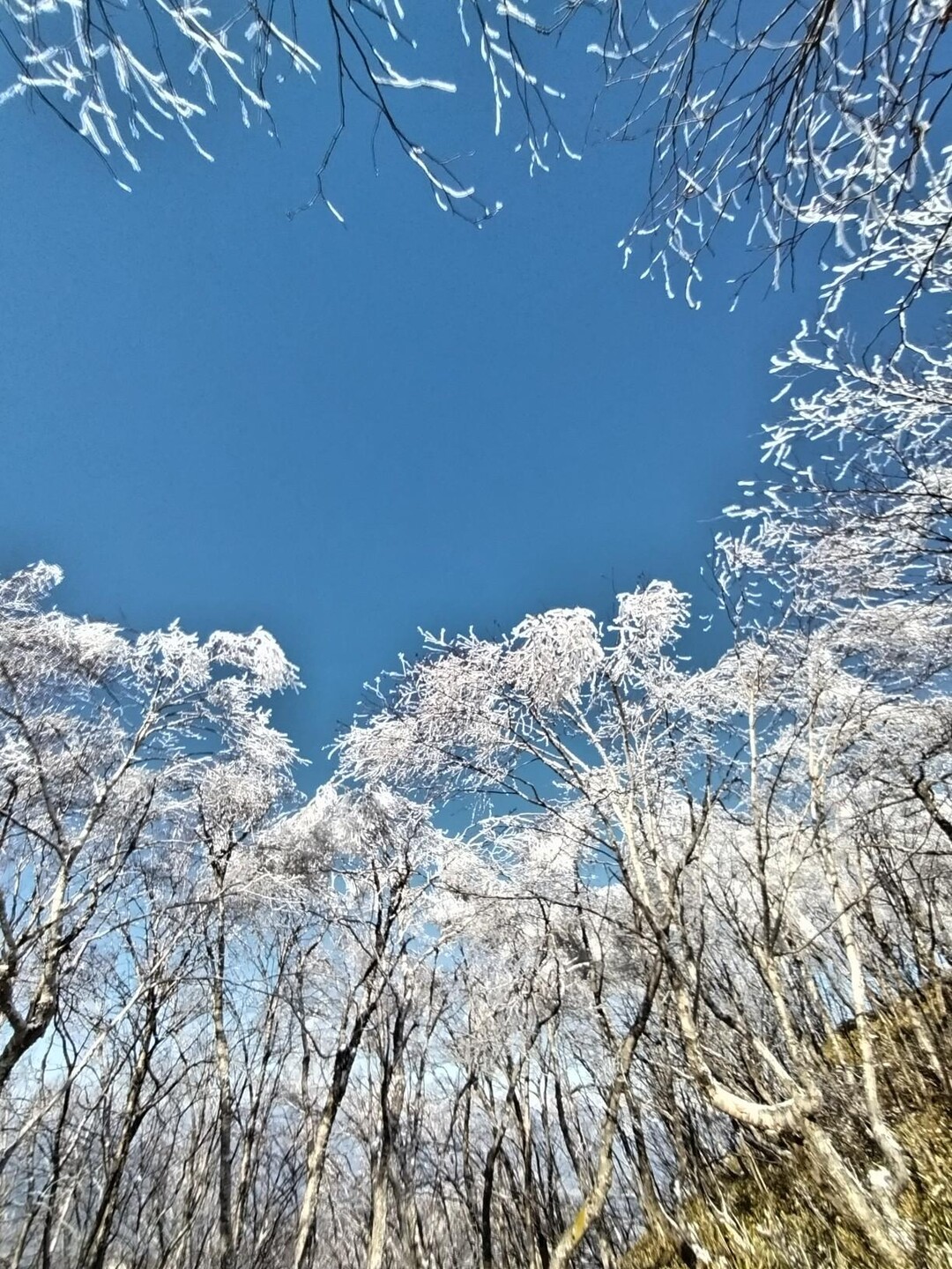 満天の霧氷！黒檜山、駒ヶ岳 / あきちゃんさんの赤城山・黒檜山・荒山の活動日記 | YAMAP / ヤマップ