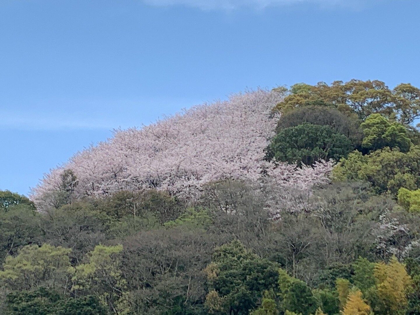 白岳・松尾山・立花山 / yyshigeさんの立花山・三日月山・城ノ越山の活動データ | YAMAP / ヤマップ