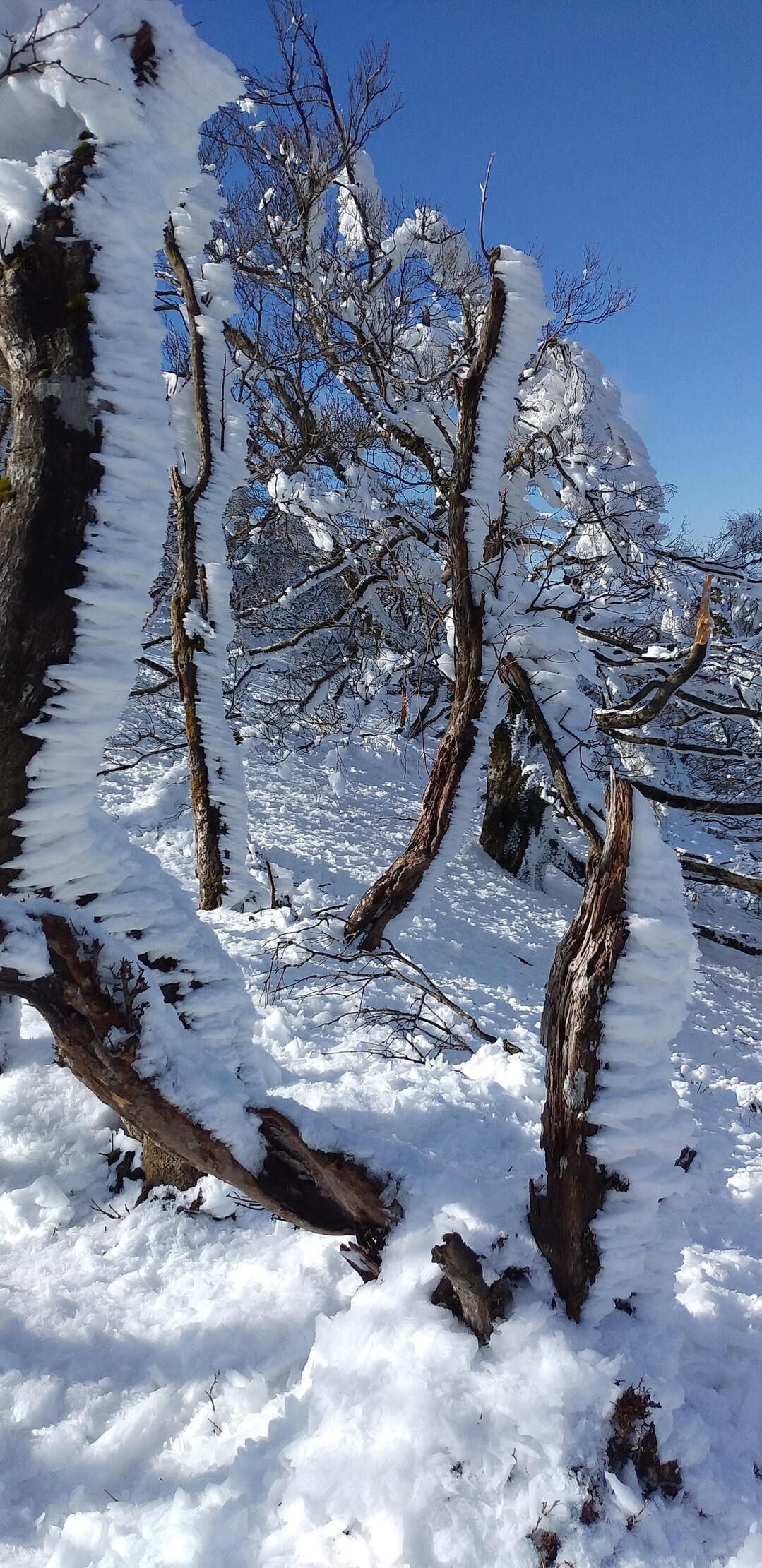 綿向山🏔 / huuroさんの綿向山の活動データ | YAMAP / ヤマップ