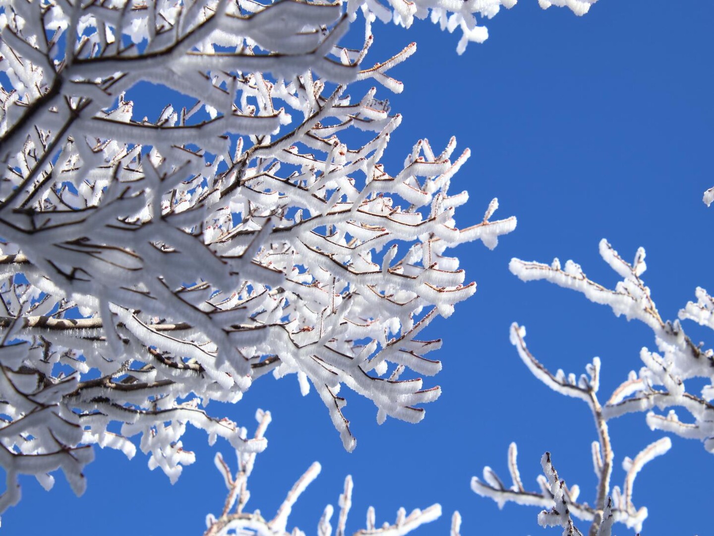 くじゅう連山〜今年もよろしくお願いします！ / kumiさんの九重山（久住山）・大船山・星生山の活動データ | YAMAP / ヤマップ