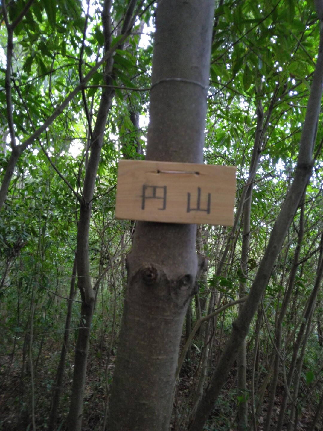 円山 / fifty fiftyさんの八幡山（鶴翼山）の活動データ | YAMAP / ヤマップ